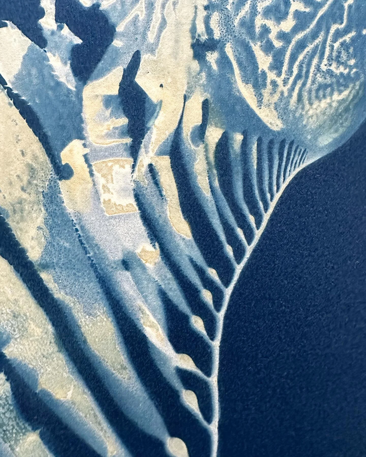 Into the Wild: Restoring the Endangered White Abalone — Oriana Poindexter