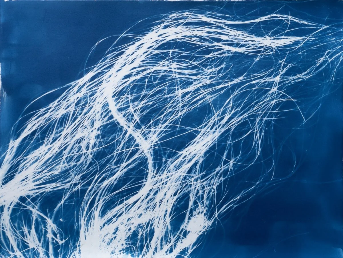 Fine Art Cyanotype — Oriana Poindexter