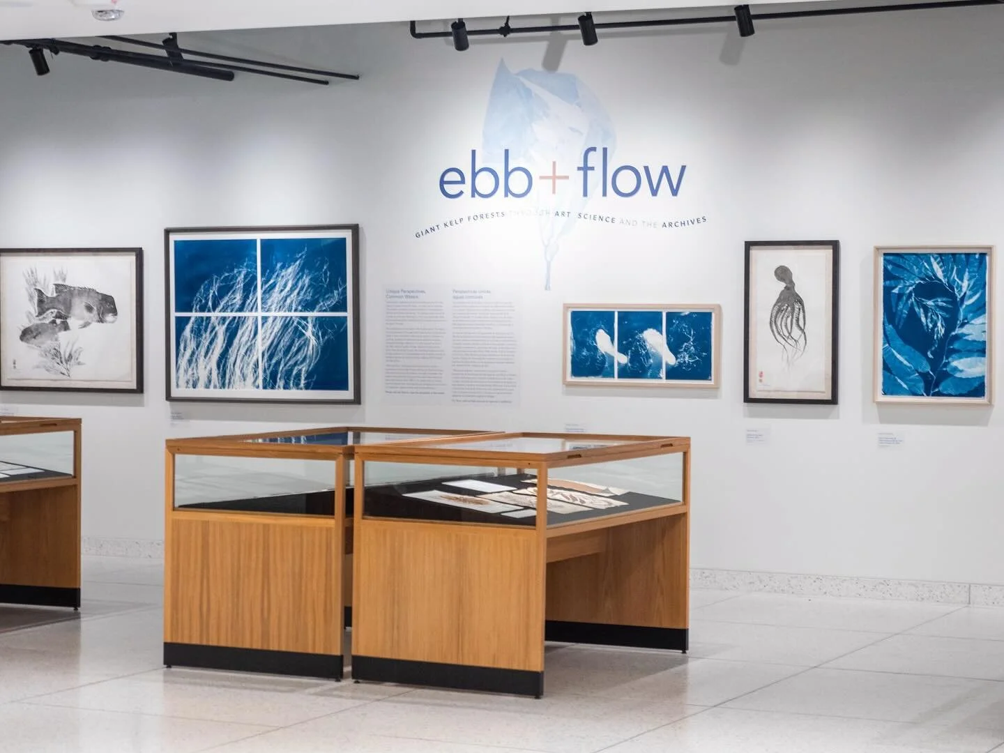 Ebb and Flow: Giant Kelp Forests through Art, Science and the Archives ...