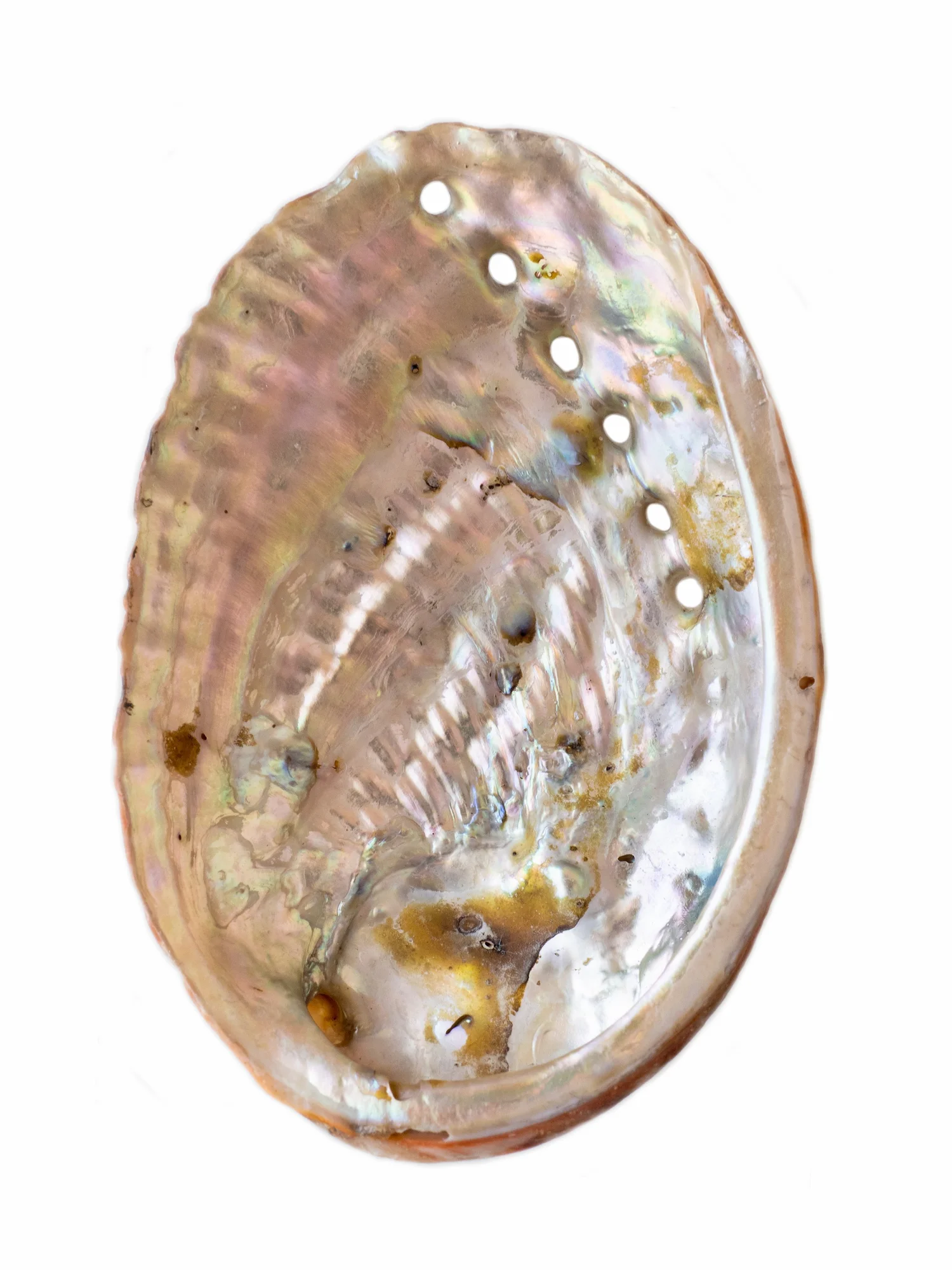 The Elusive Flat Abalone: Few & Far Between — Oriana Poindexter