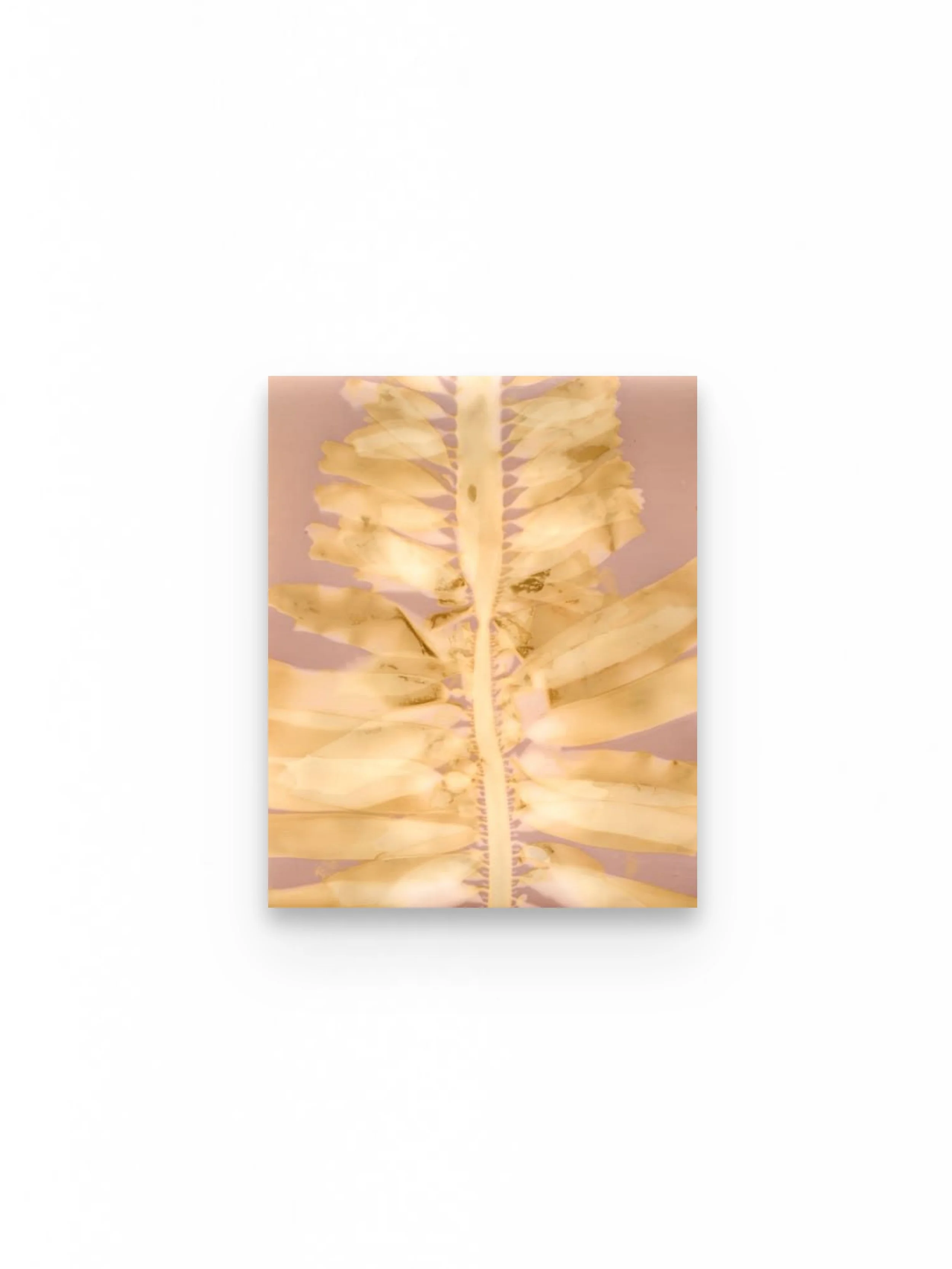 Giant Kelp Study 75 — Oriana Poindexter