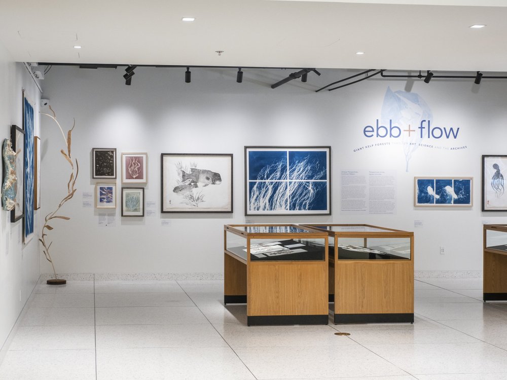Ebb + Flow: Giant Kelp Forests through Art, Science & the Archives ...