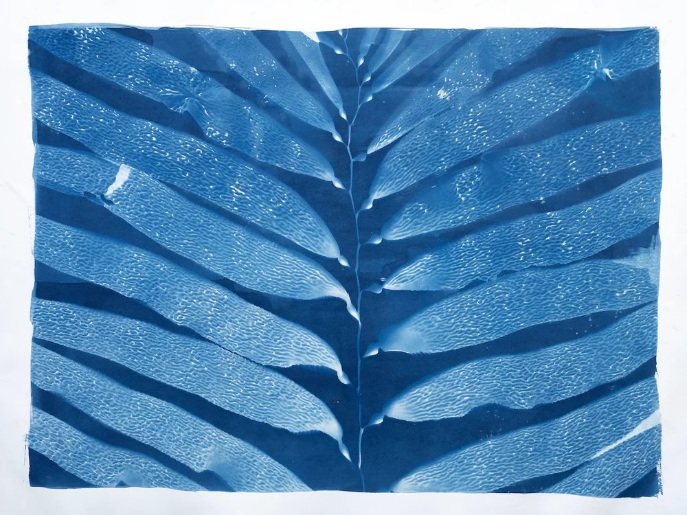 Fine Art Cyanotype — Oriana Poindexter