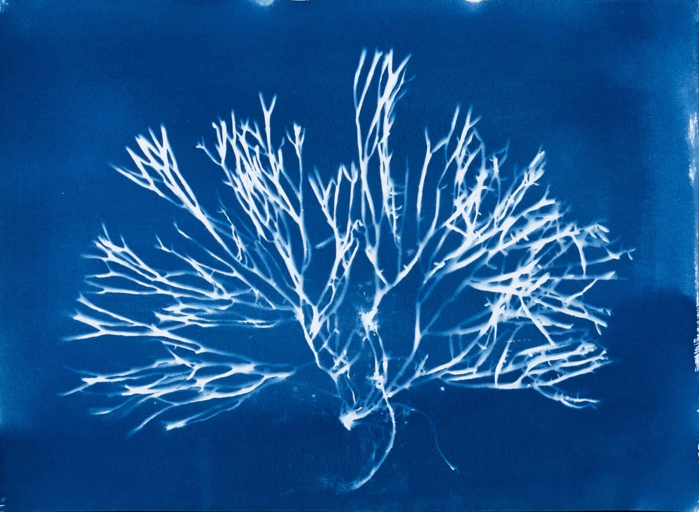 Fine Art Cyanotype — Oriana Poindexter