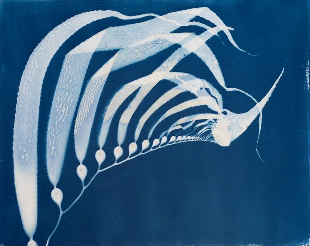 Fine Art Cyanotype — Oriana Poindexter