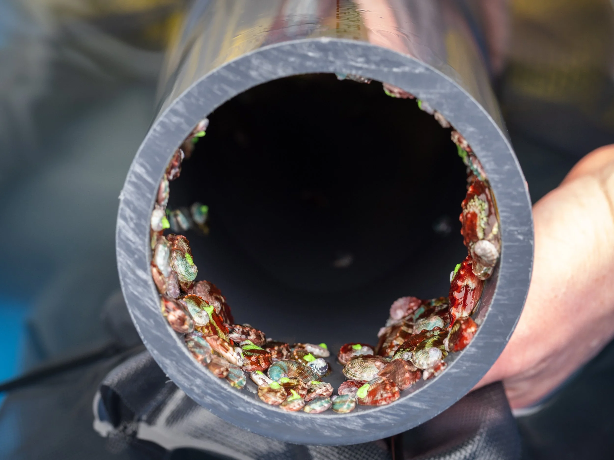 Up North: Pinto Abalone Outplanting in the San Juan Islands — Oriana ...