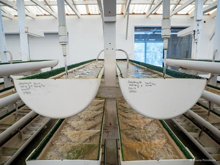 Red Abalone Aquaculture: From Tank to Table at the Cultured Abalone ...