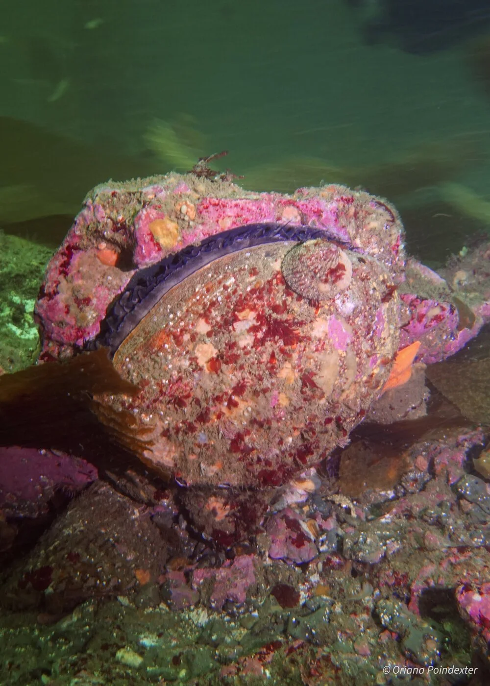 Scuba Diving for White Abalone — Oriana Poindexter