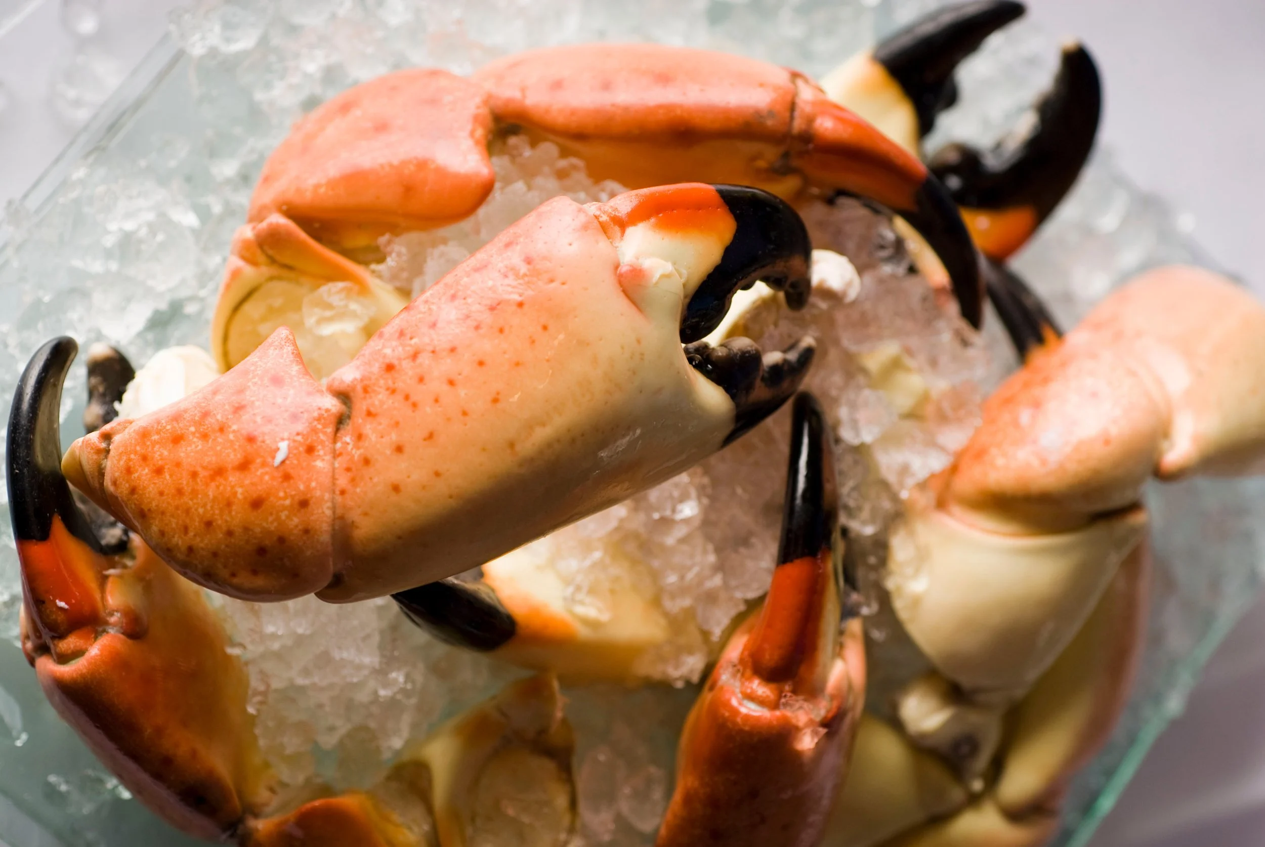 Snow Crab Cocktail Claws 1lb — The Seafood Shop