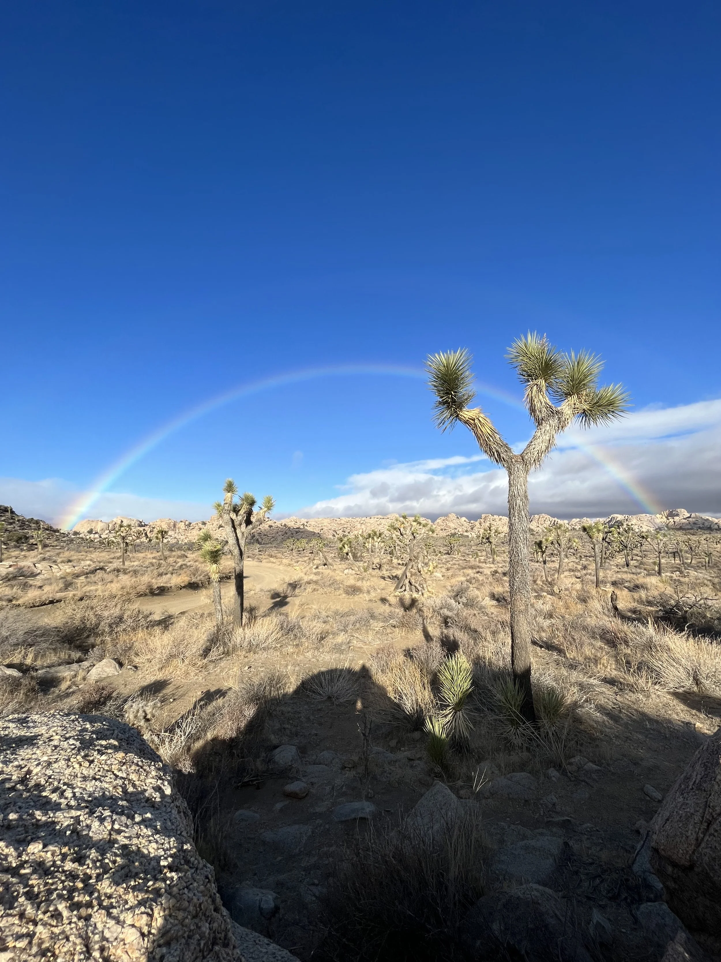 Joshua Tree Lizard Climbing School | Rock Climbing Tours & Guides