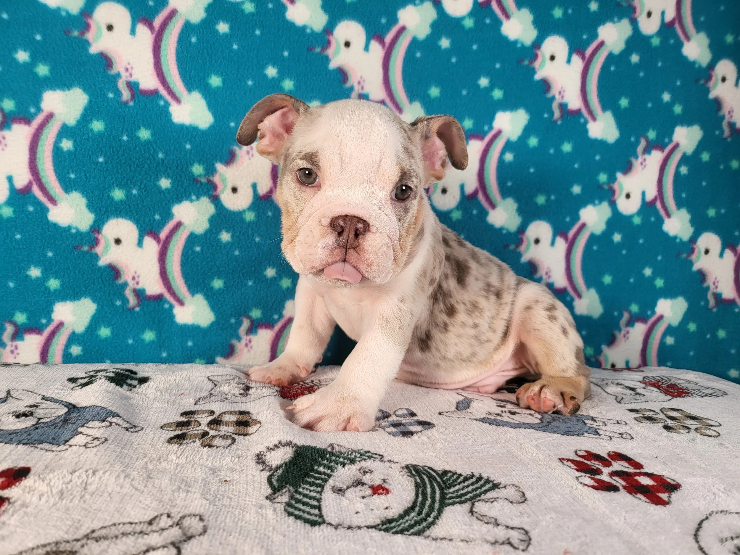 English Bulldogs | Tank R Tots