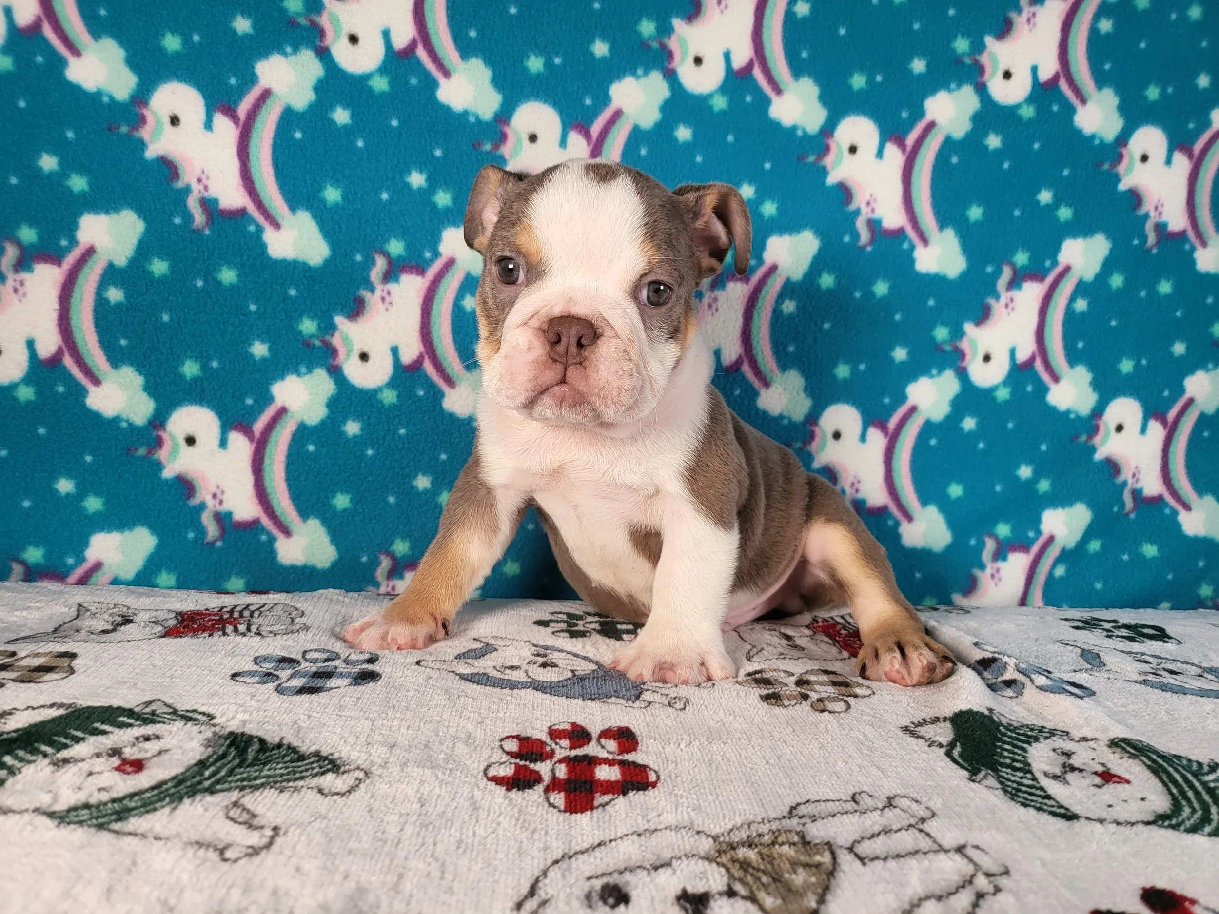 English Bulldogs | Tank R Tots