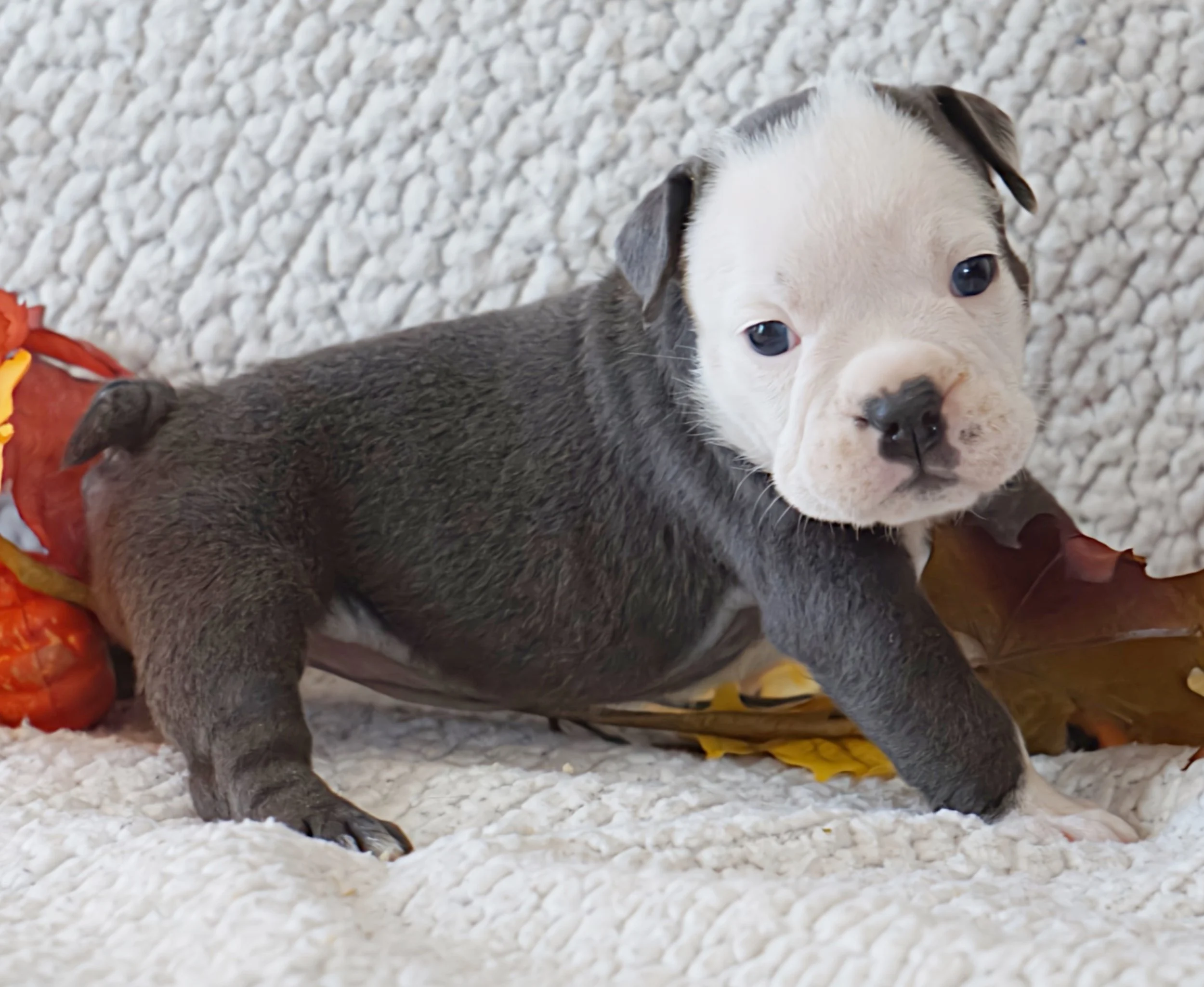 English Bulldogs | Tank R Tots