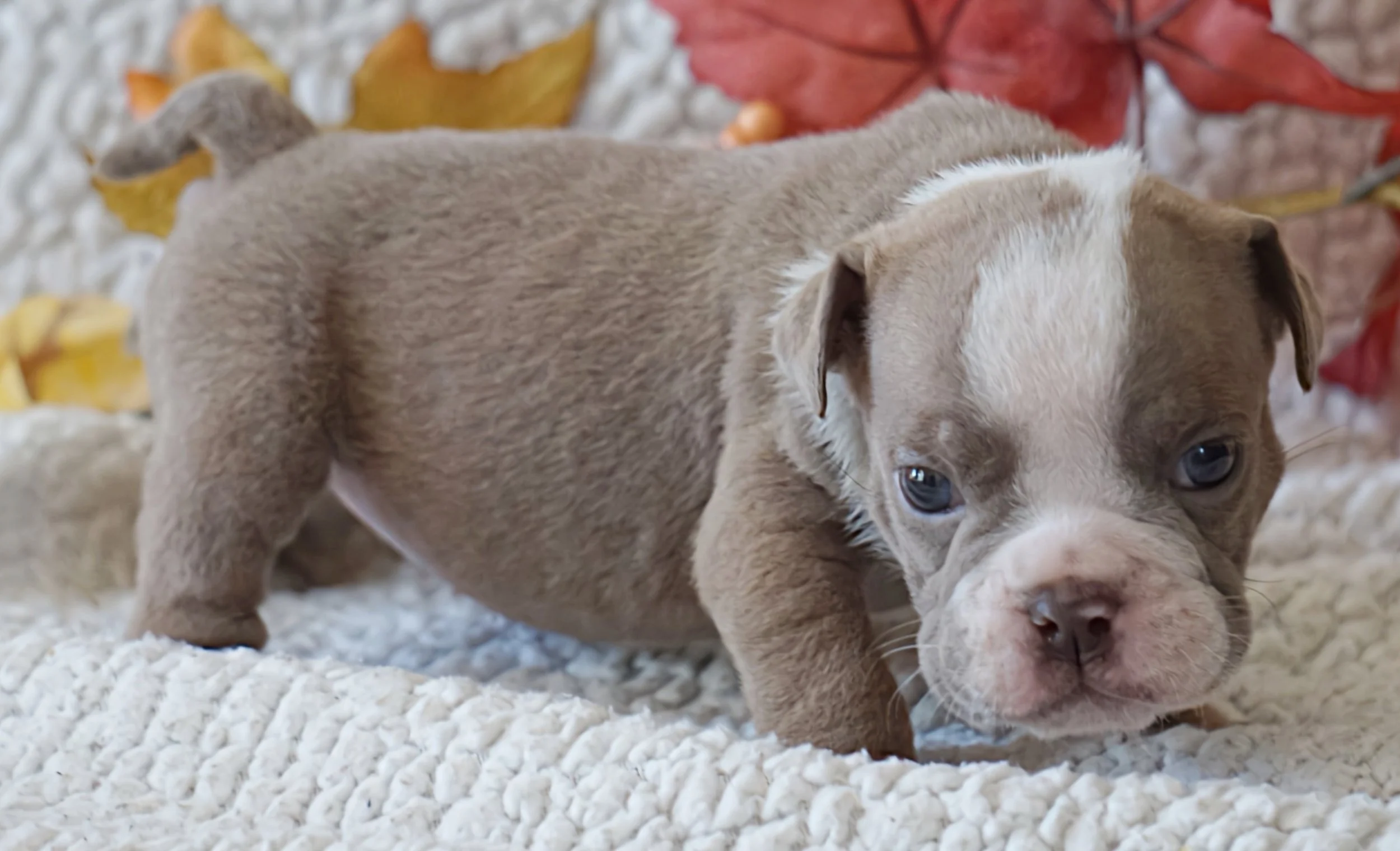 English Bulldogs | Tank R Tots