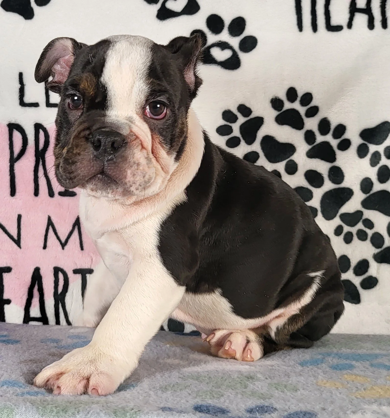 English Bulldog Puppies | Tank R Tots