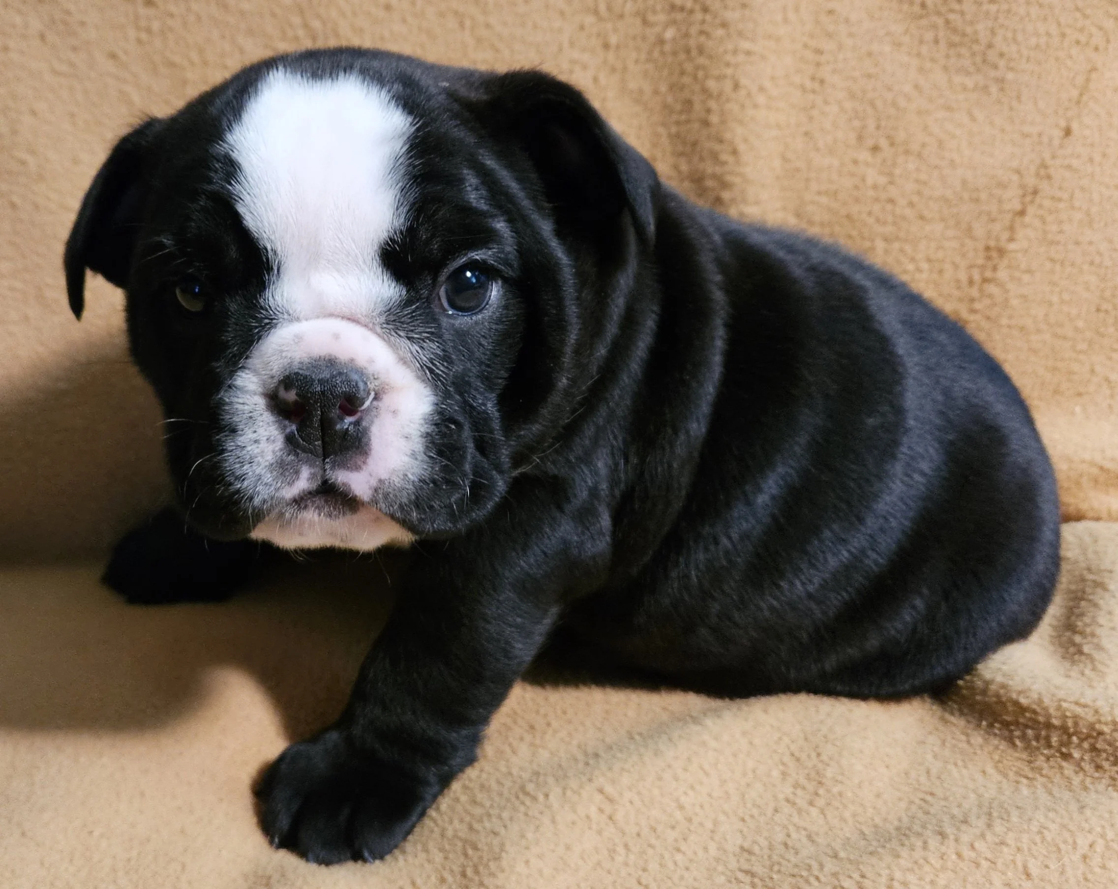 English Bulldog Puppies | Tank R Tots