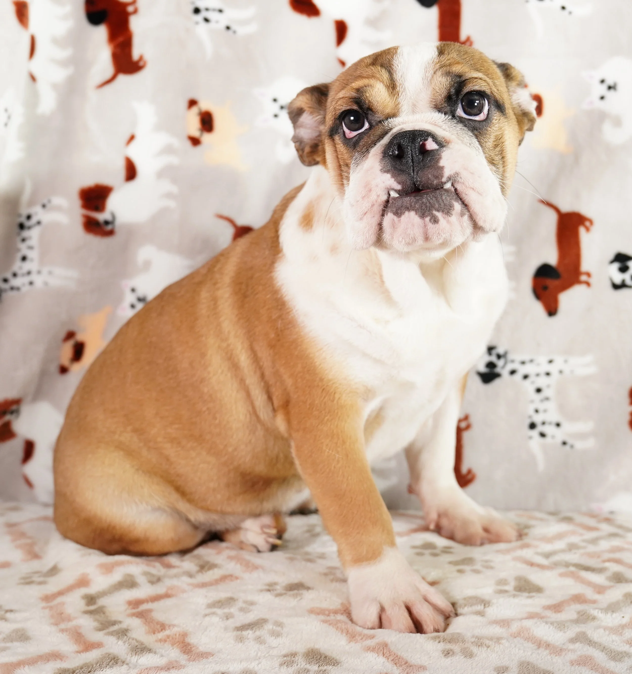 English Bulldog Puppies | Tank R Tots