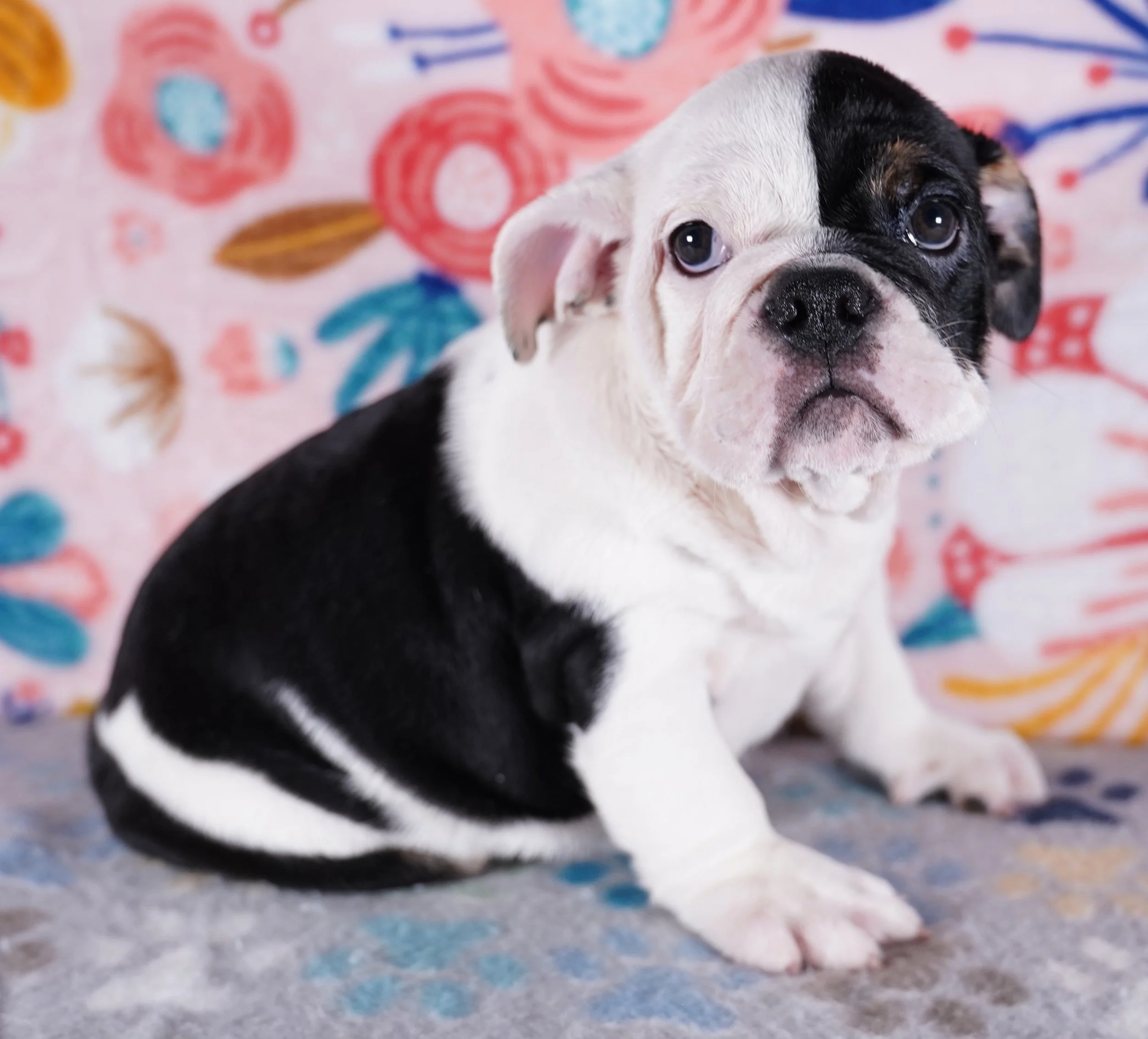 English Bulldog Puppies | Tank R Tots