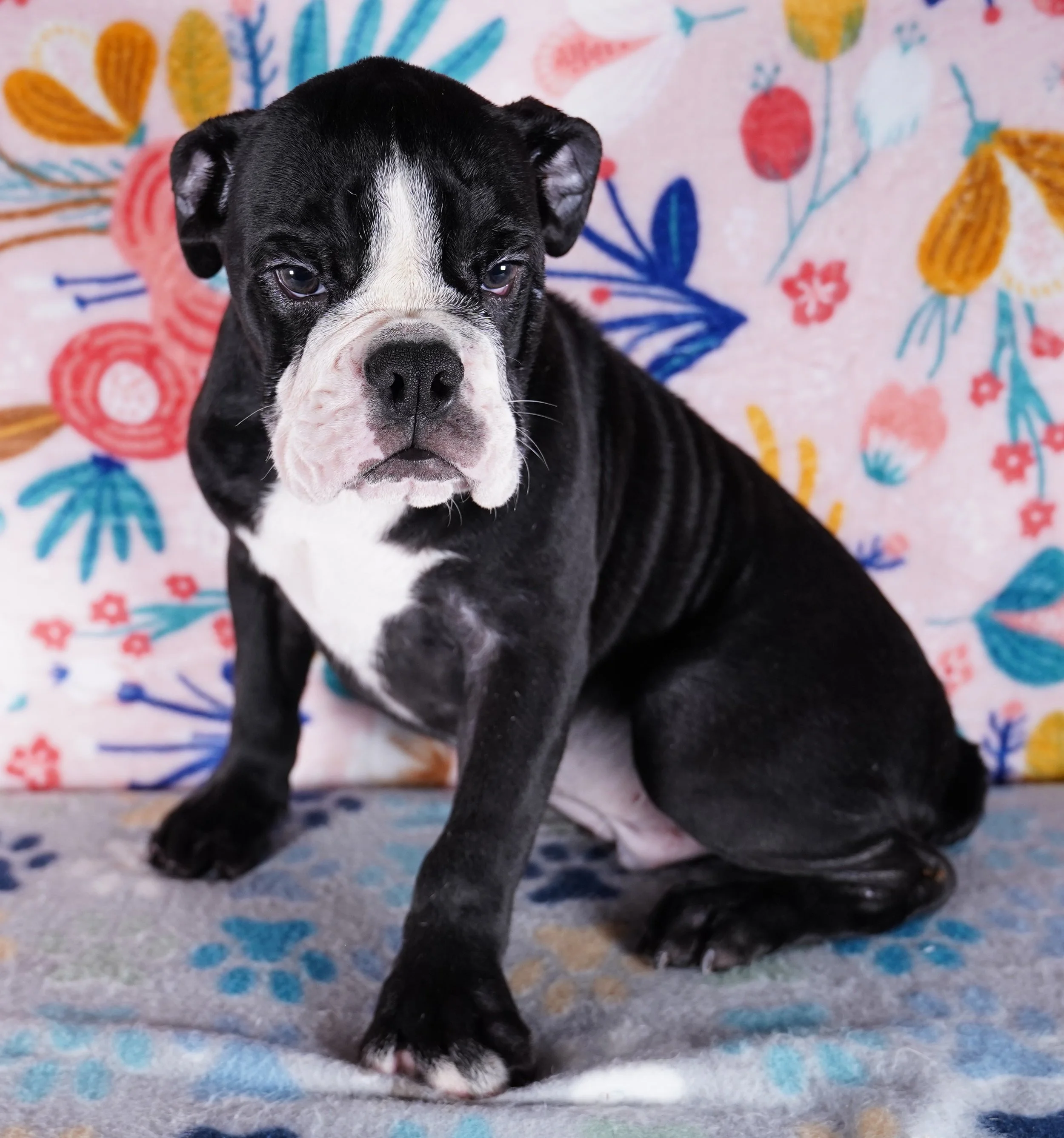 English Bulldog Puppies | Tank R Tots