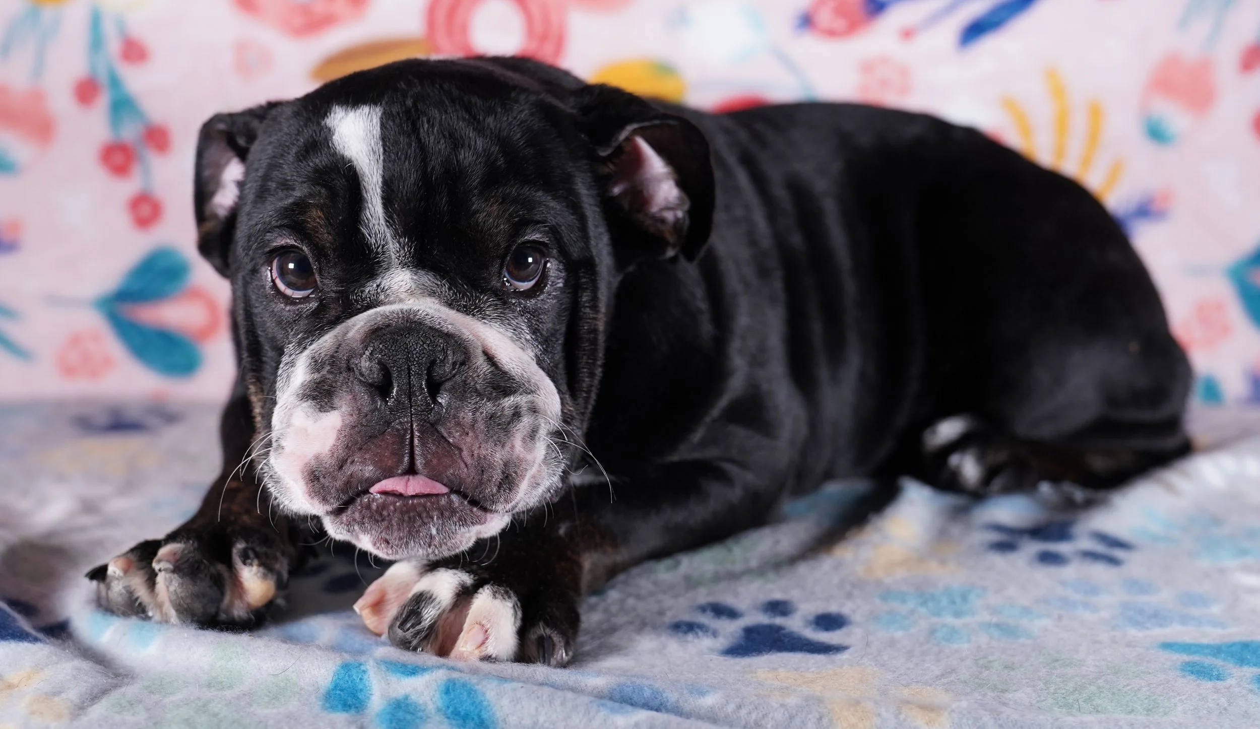 English Bulldog Puppies | Tank R Tots