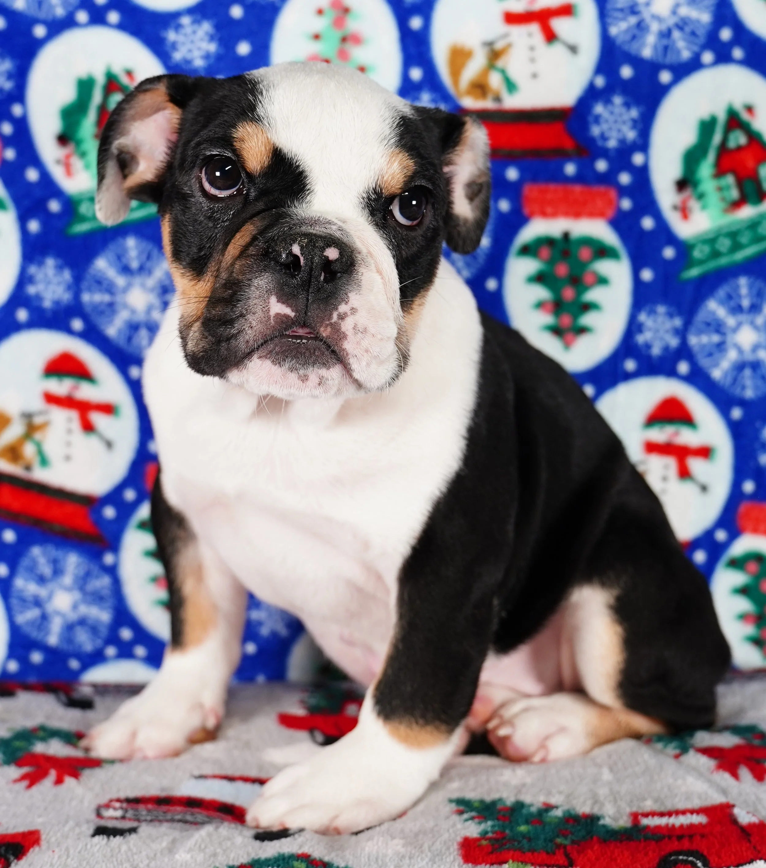 English Bulldog Puppies | Tank R Tots