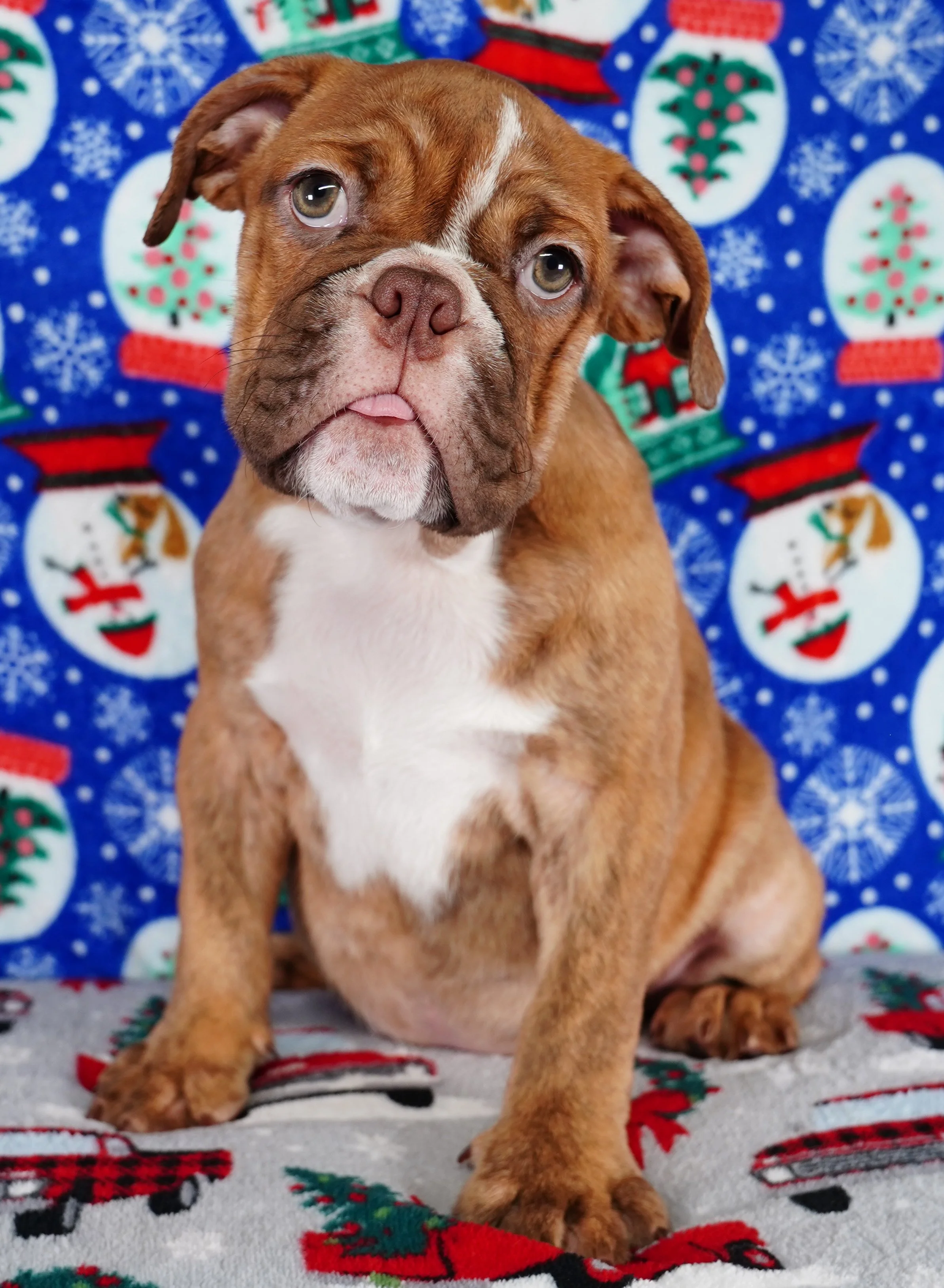 English Bulldog Puppies | Tank R Tots