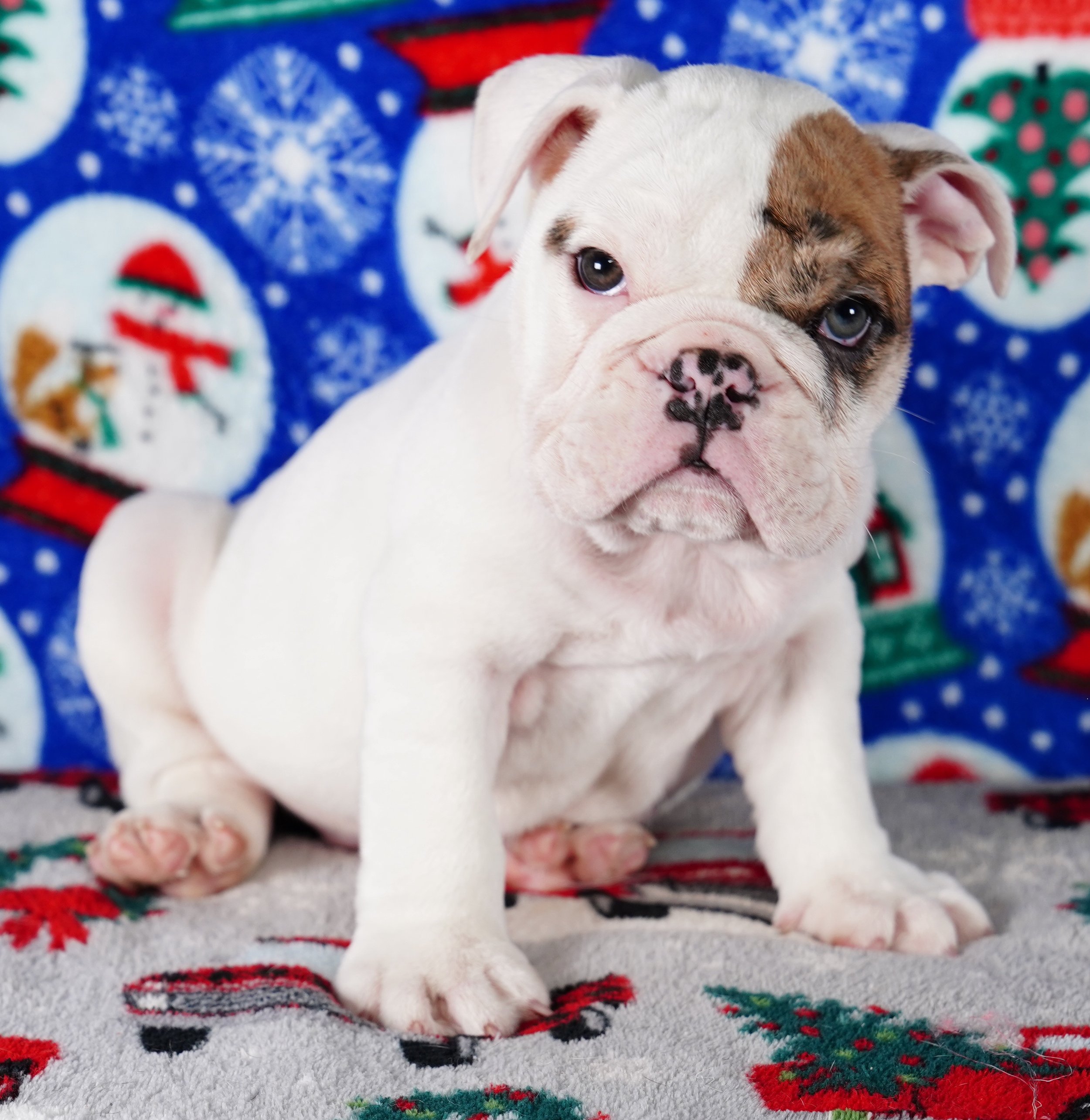 English Bulldog Puppies | Tank R Tots