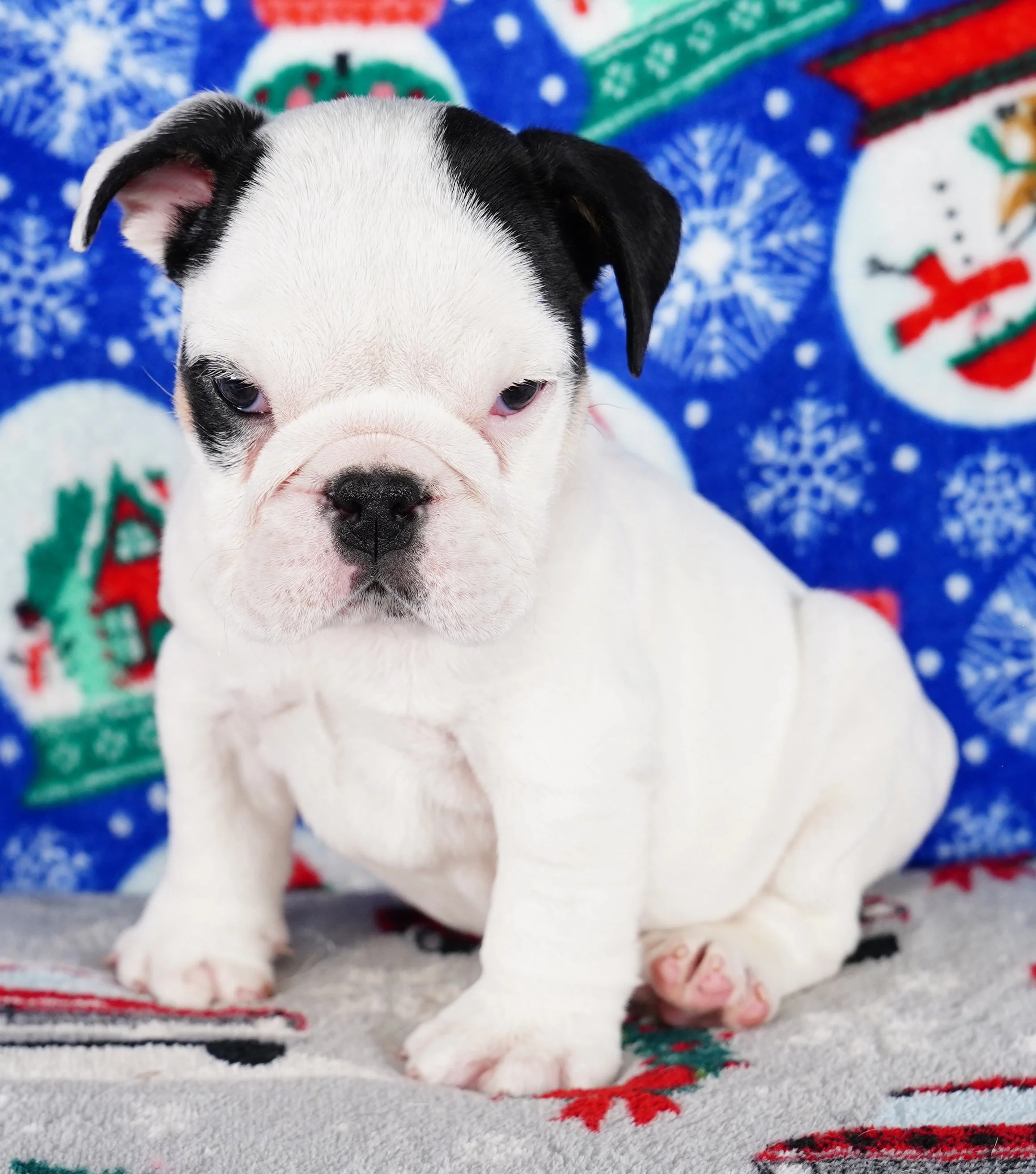 English Bulldog Puppies | Tank R Tots