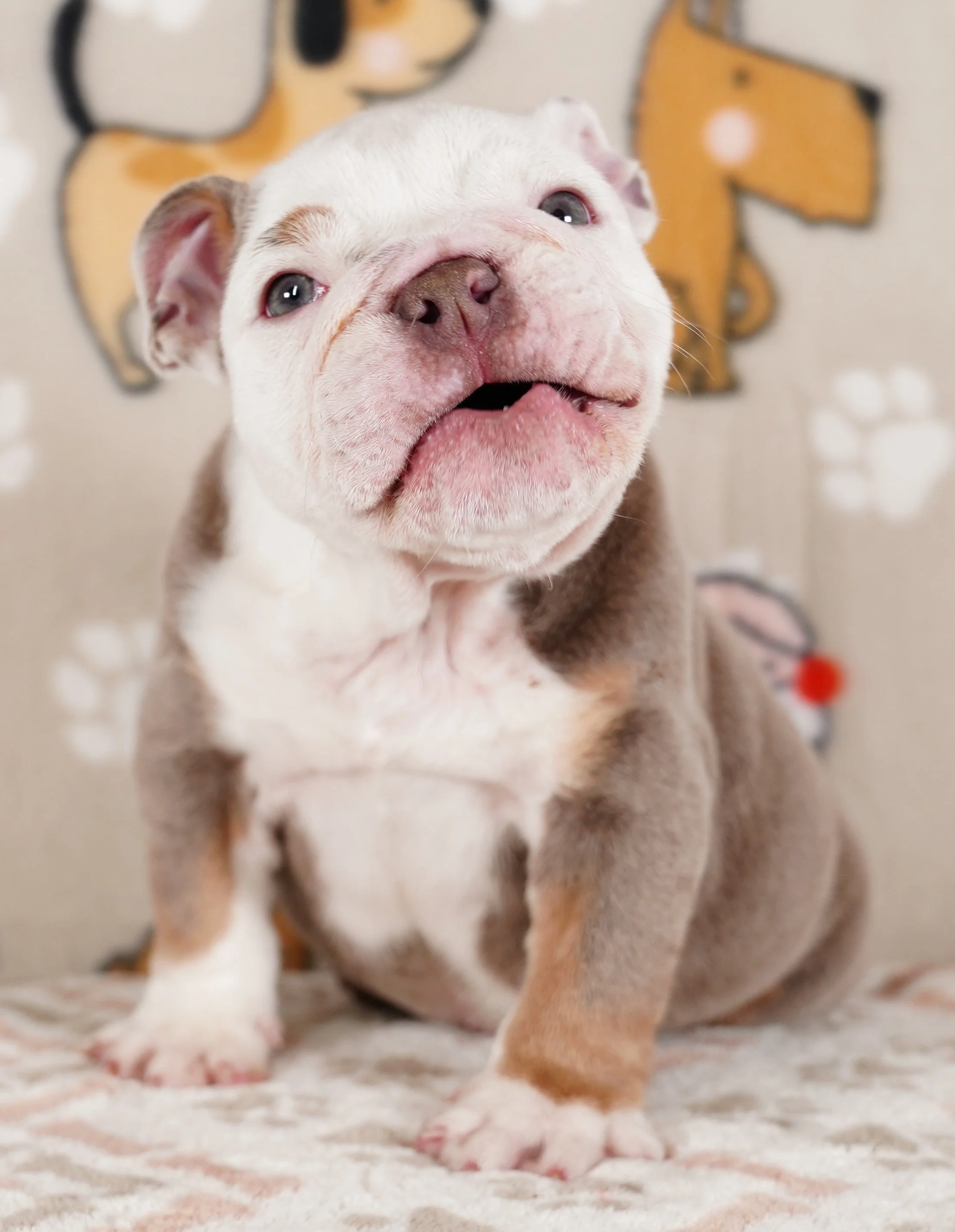 English Bulldog Puppies | Tank R Tots