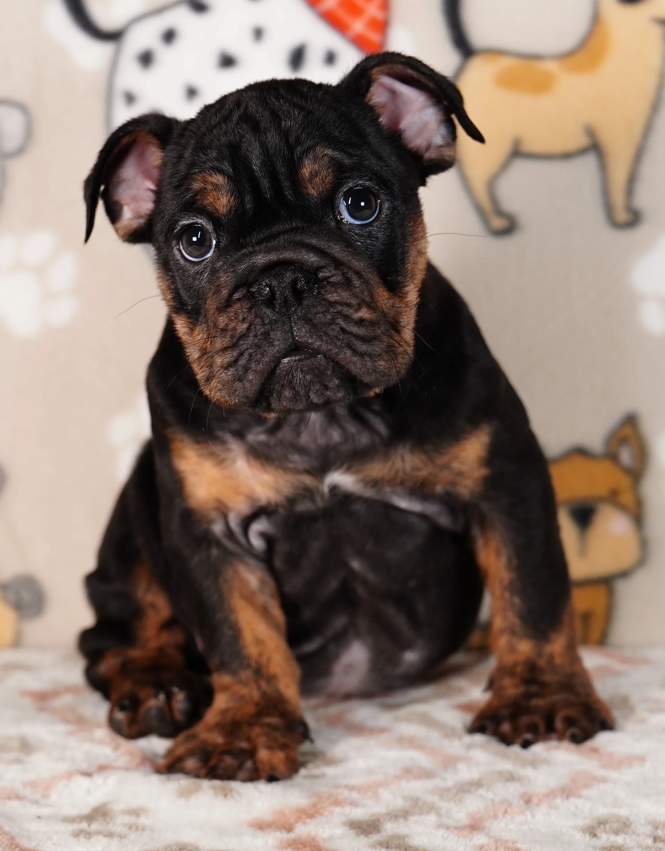 English Bulldog Puppies | Tank R Tots