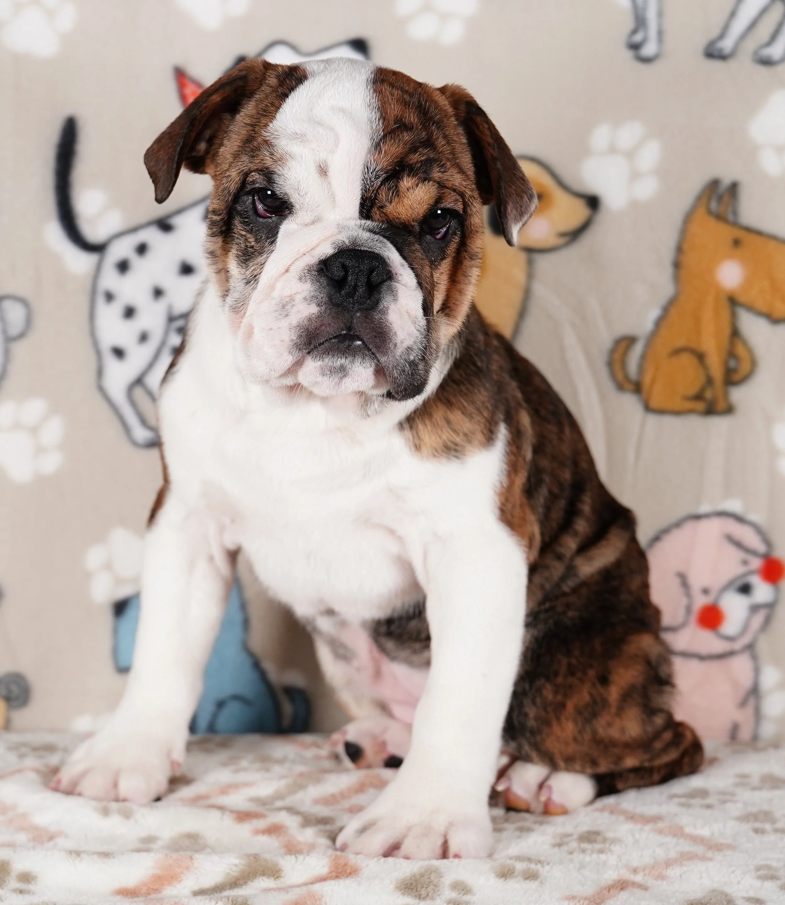 English Bulldog Puppies | Tank R Tots