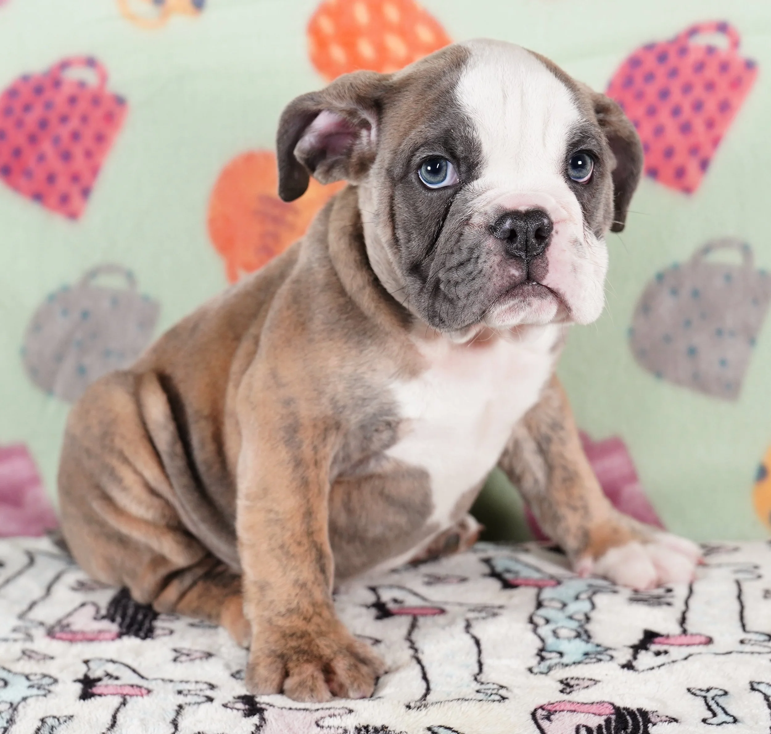 English Bulldog Puppies | Tank R Tots