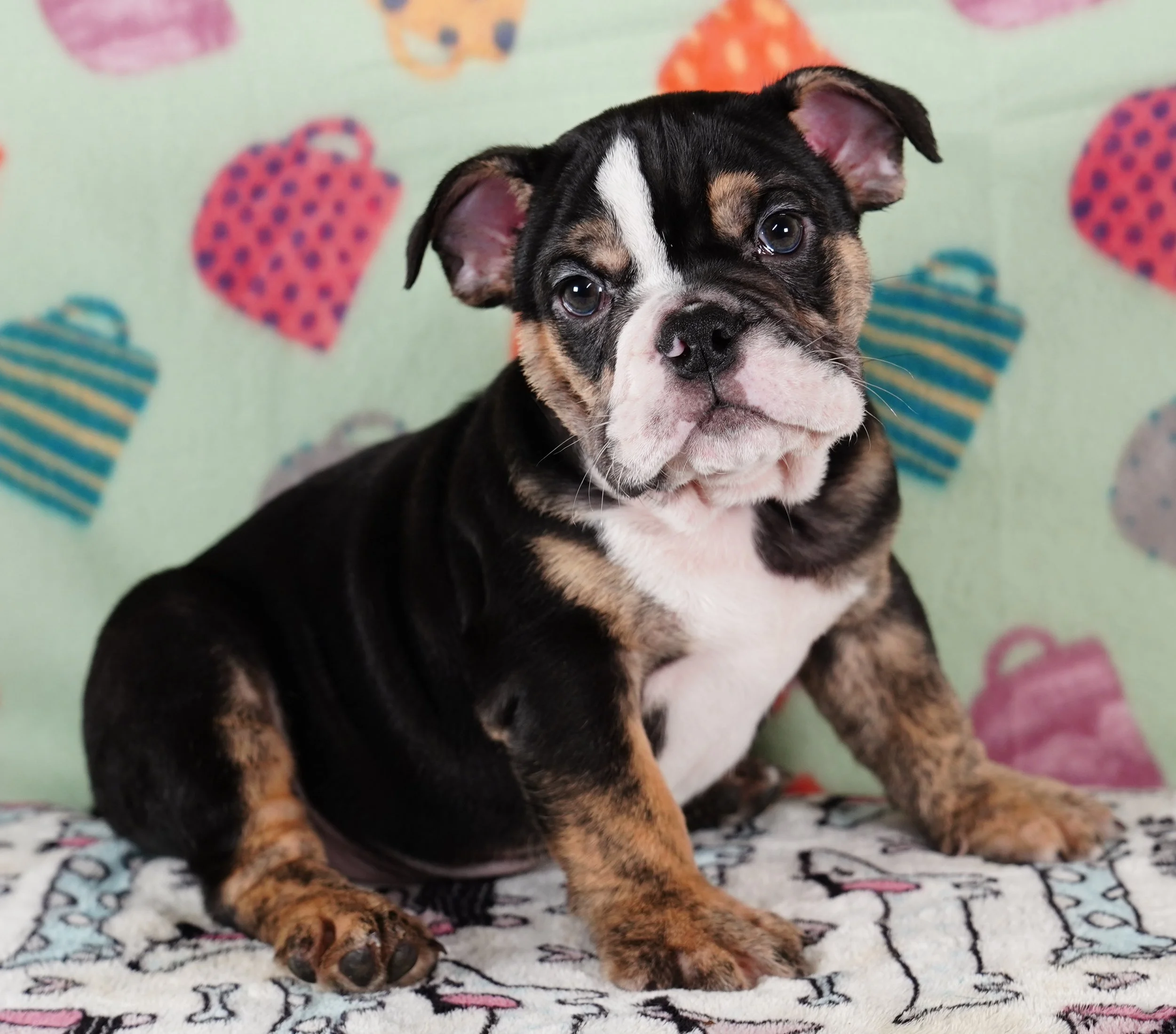 English Bulldog Puppies | Tank R Tots