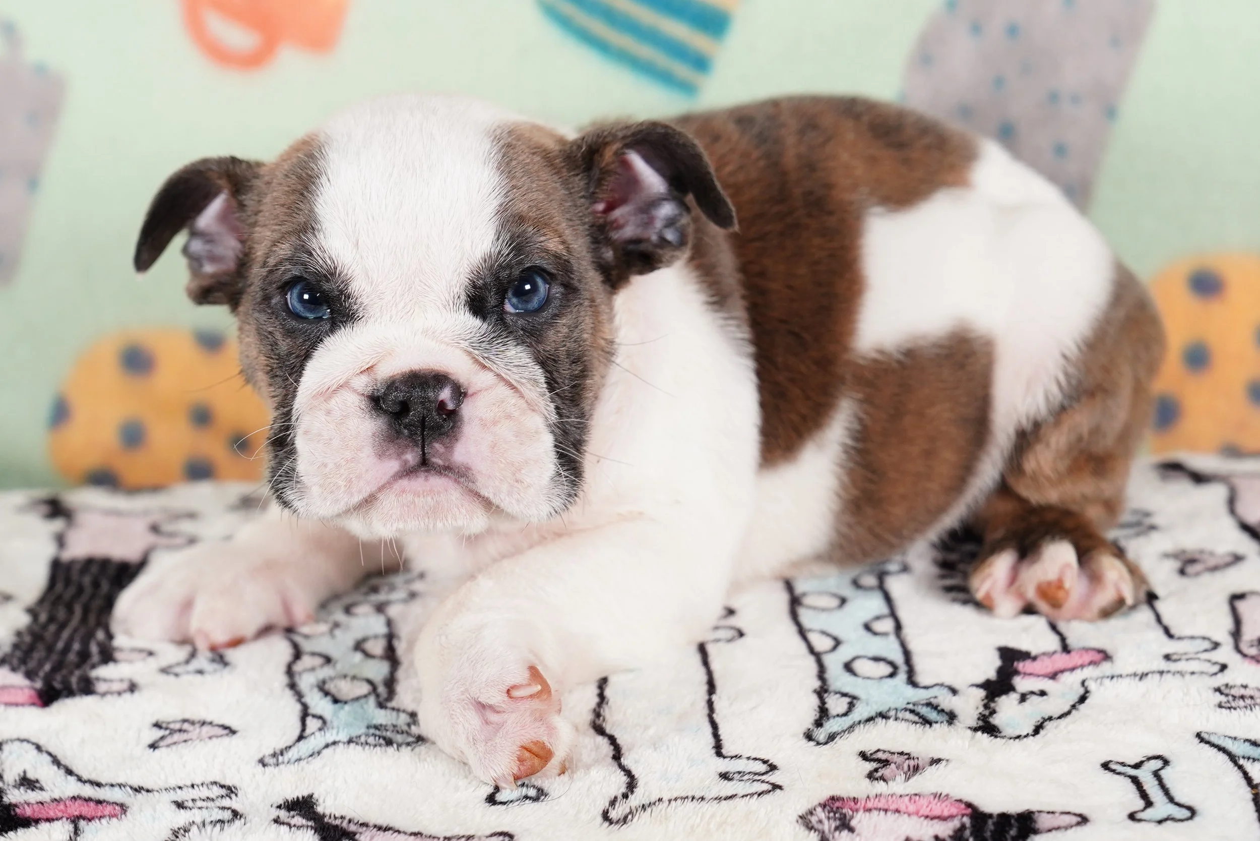 English Bulldog Puppies | Tank R Tots