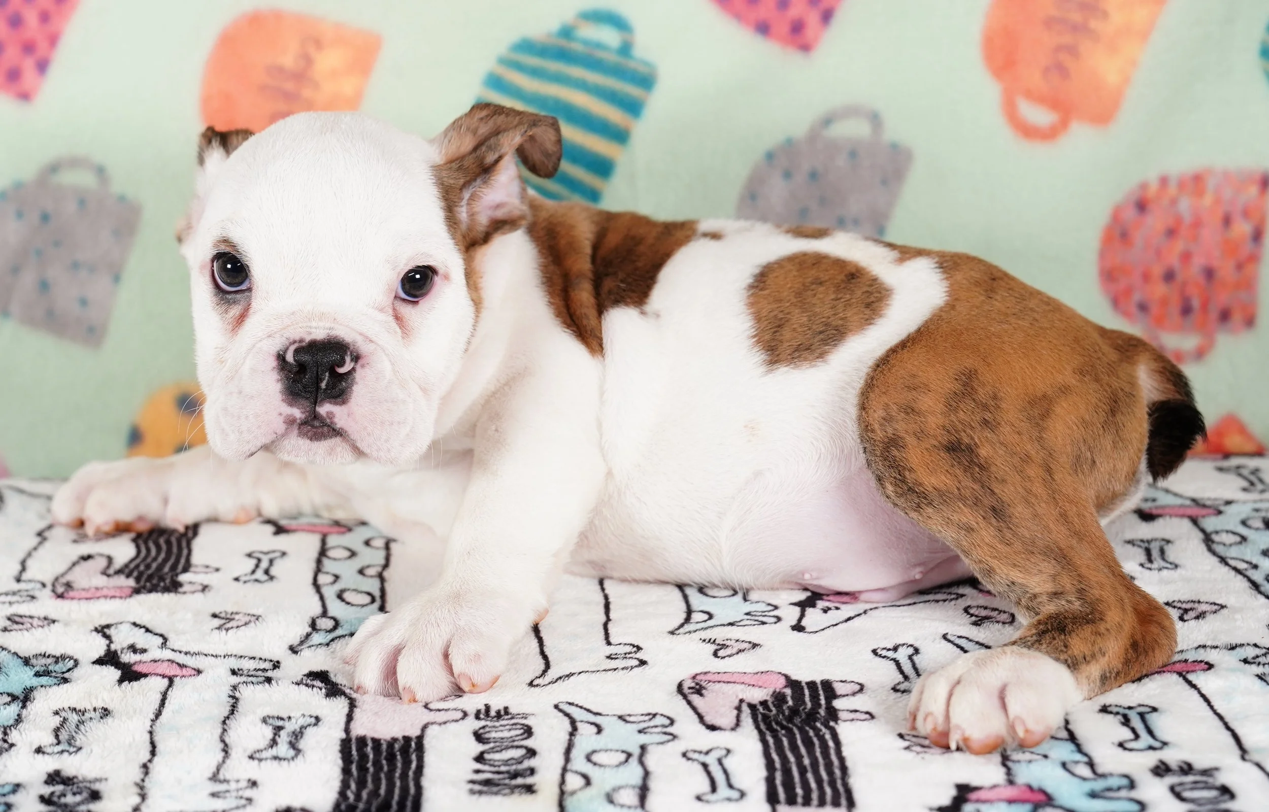 English Bulldog Puppies | Tank R Tots