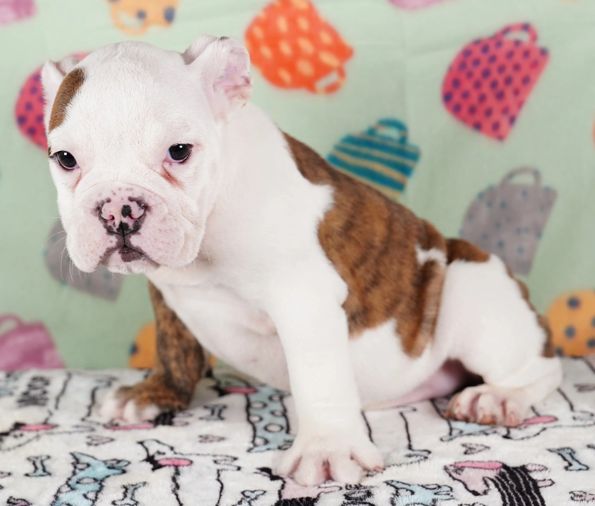 English Bulldog Puppies | Tank R Tots