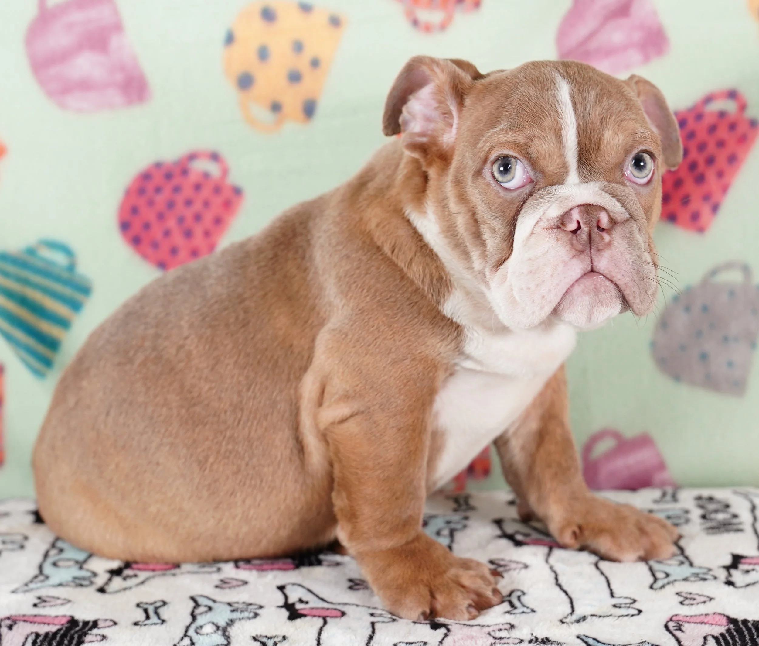 English Bulldog Puppies | Tank R Tots