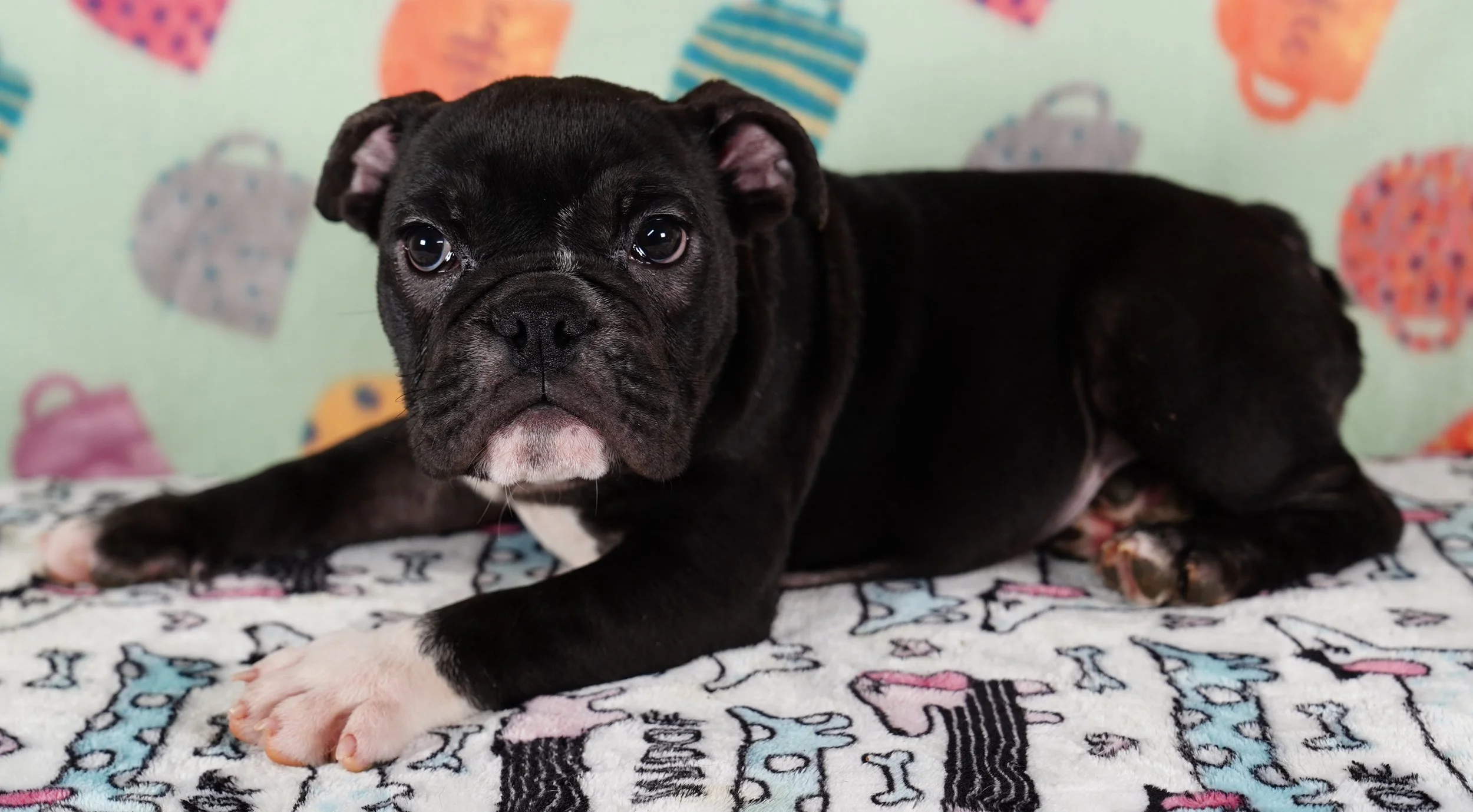 English Bulldog Puppies | Tank R Tots