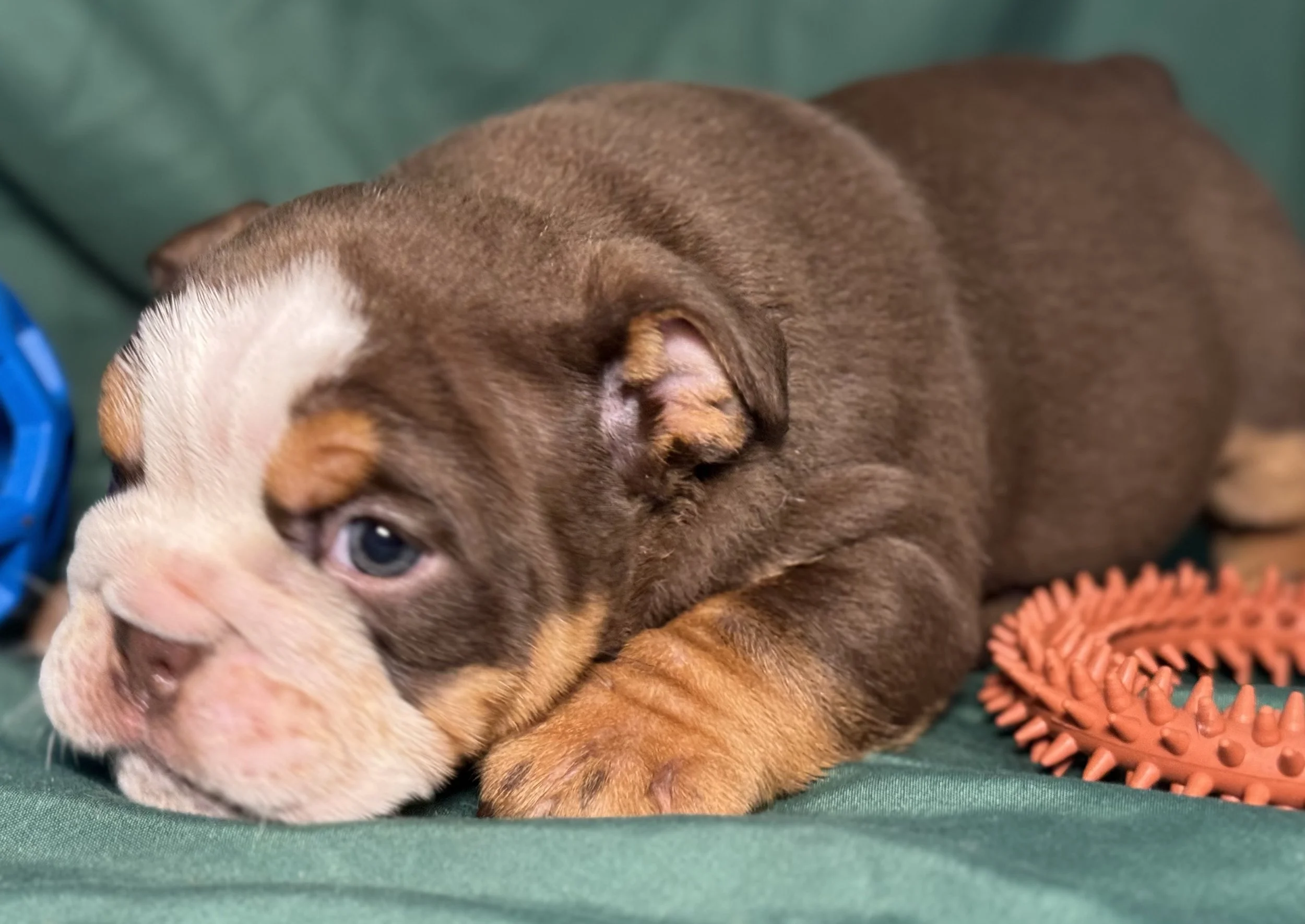 English Bulldog Puppies | Tank R Tots