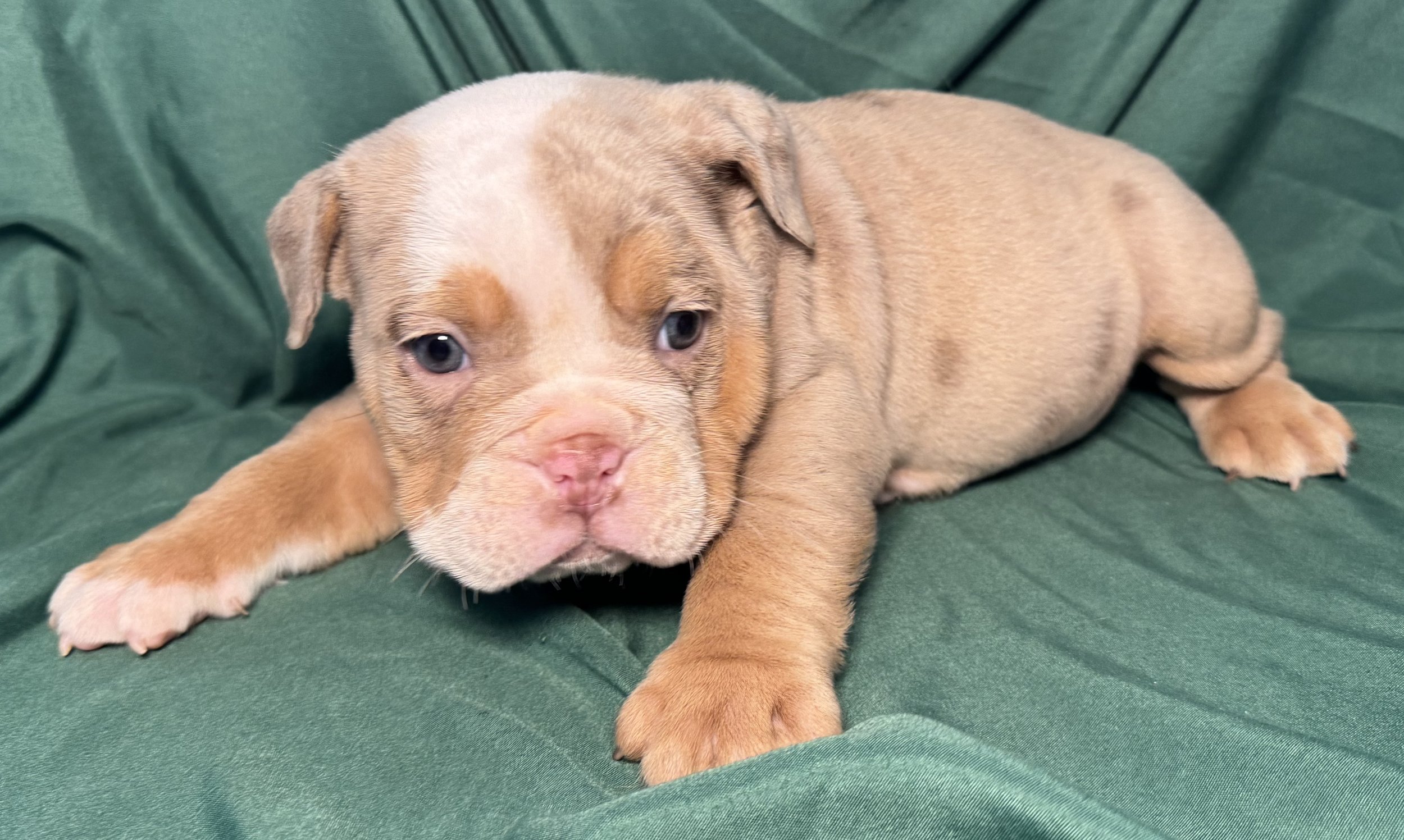 English Bulldog Puppies | Tank R Tots