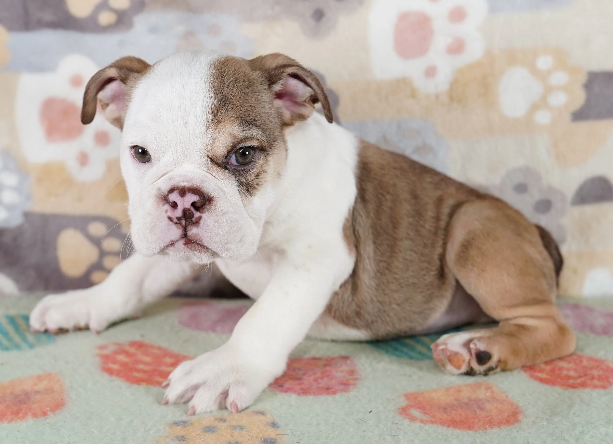 English Bulldog Puppies | Tank R Tots
