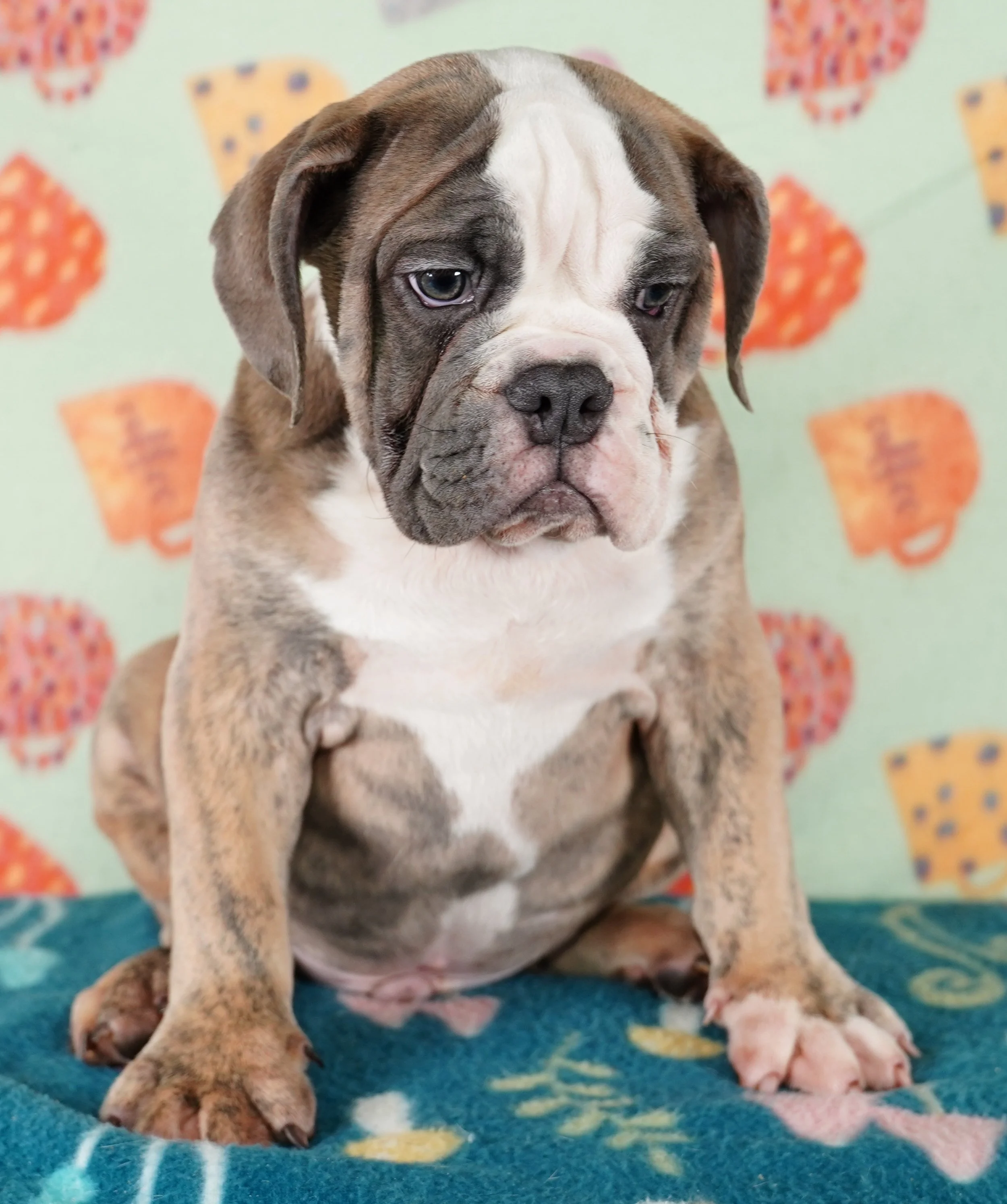 English Bulldog Puppies | Tank R Tots