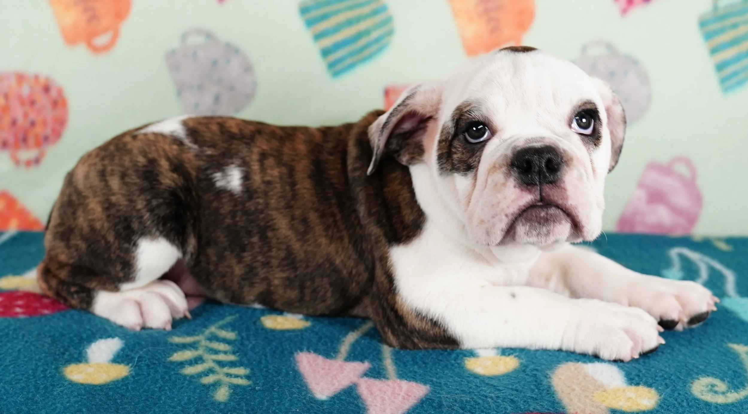 English Bulldog Puppies | Tank R Tots