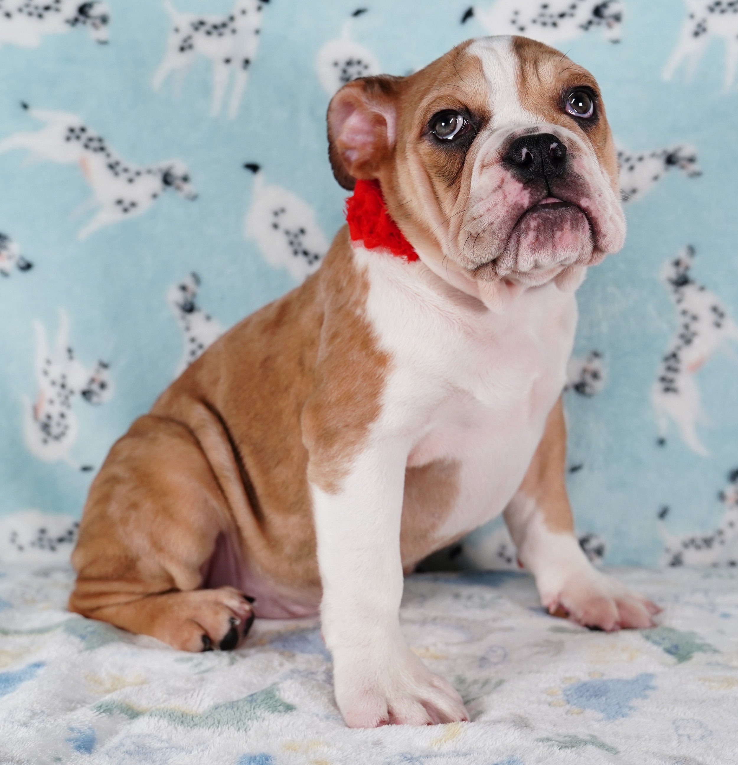 English Bulldog Puppies | Tank R Tots