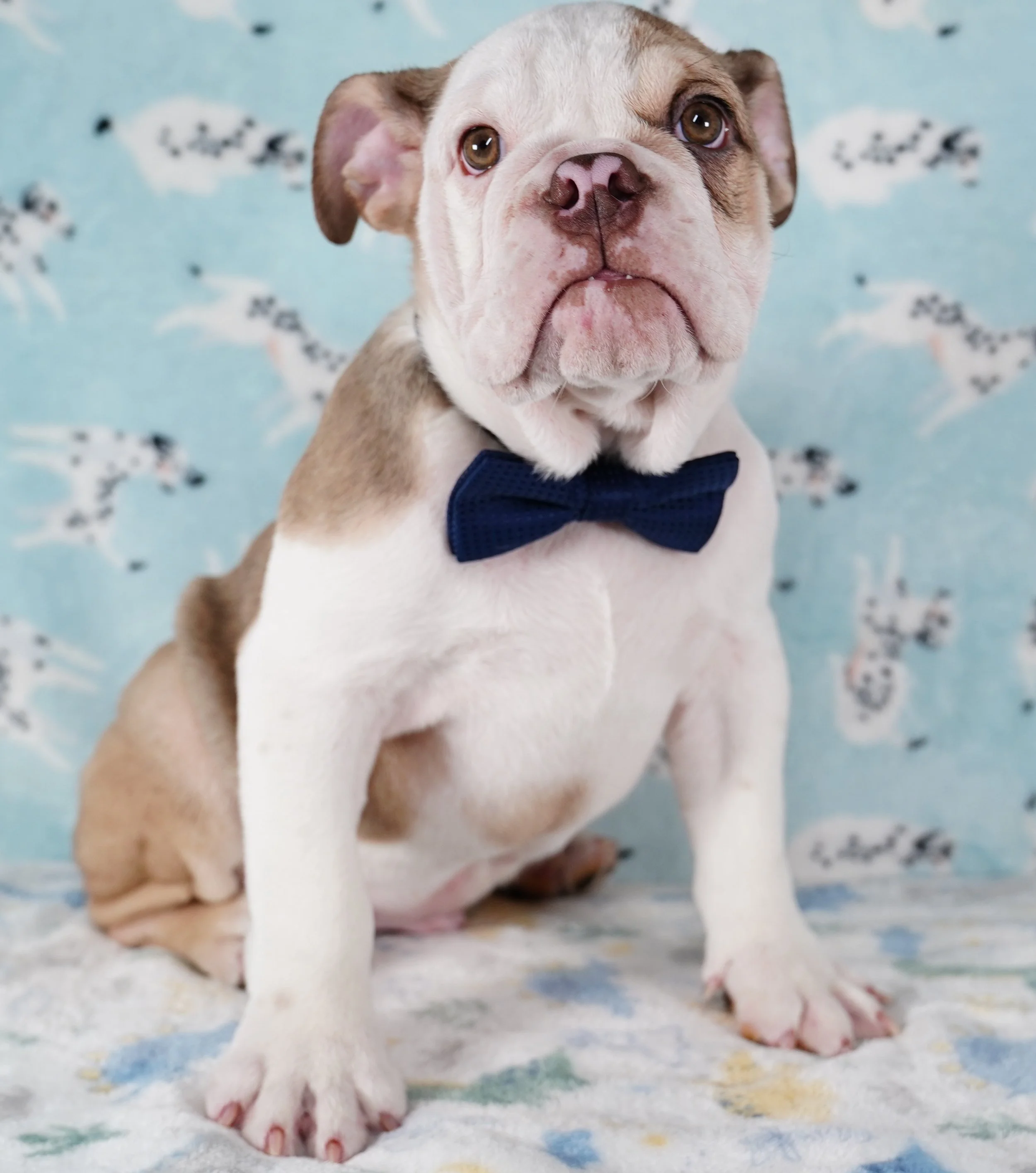 English Bulldog Puppies | Tank R Tots