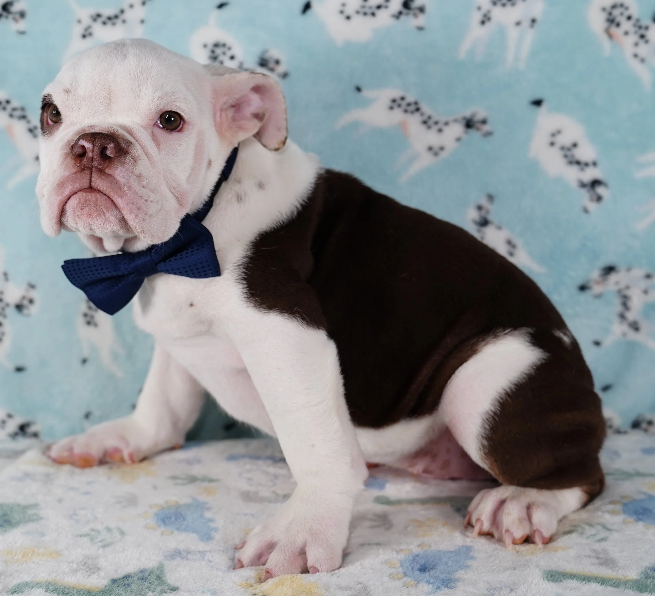 English Bulldog Puppies | Tank R Tots