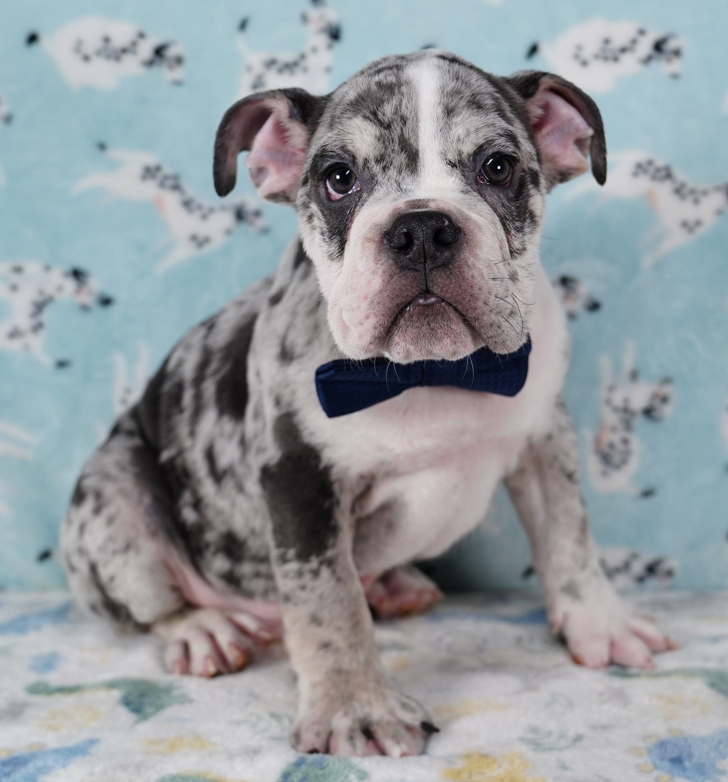 English Bulldog Puppies | Tank R Tots