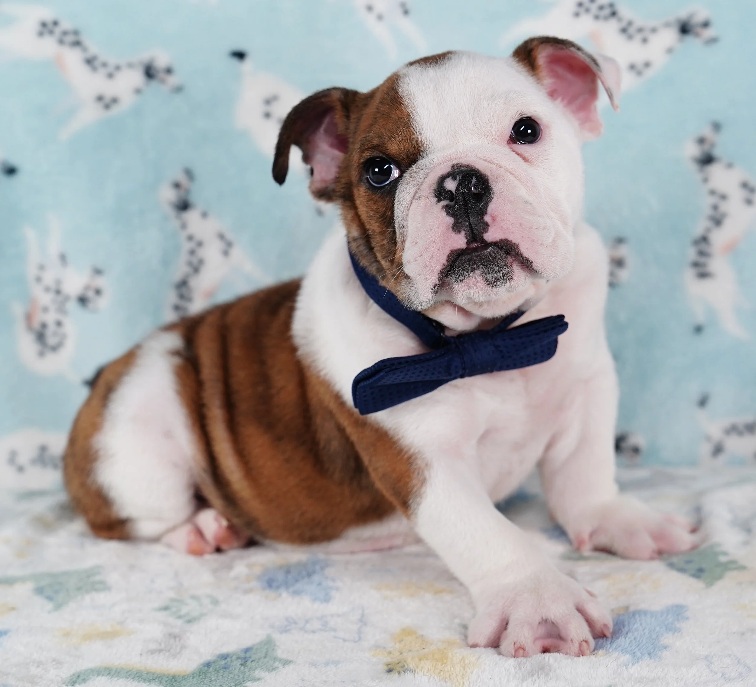 English Bulldog Puppies | Tank R Tots