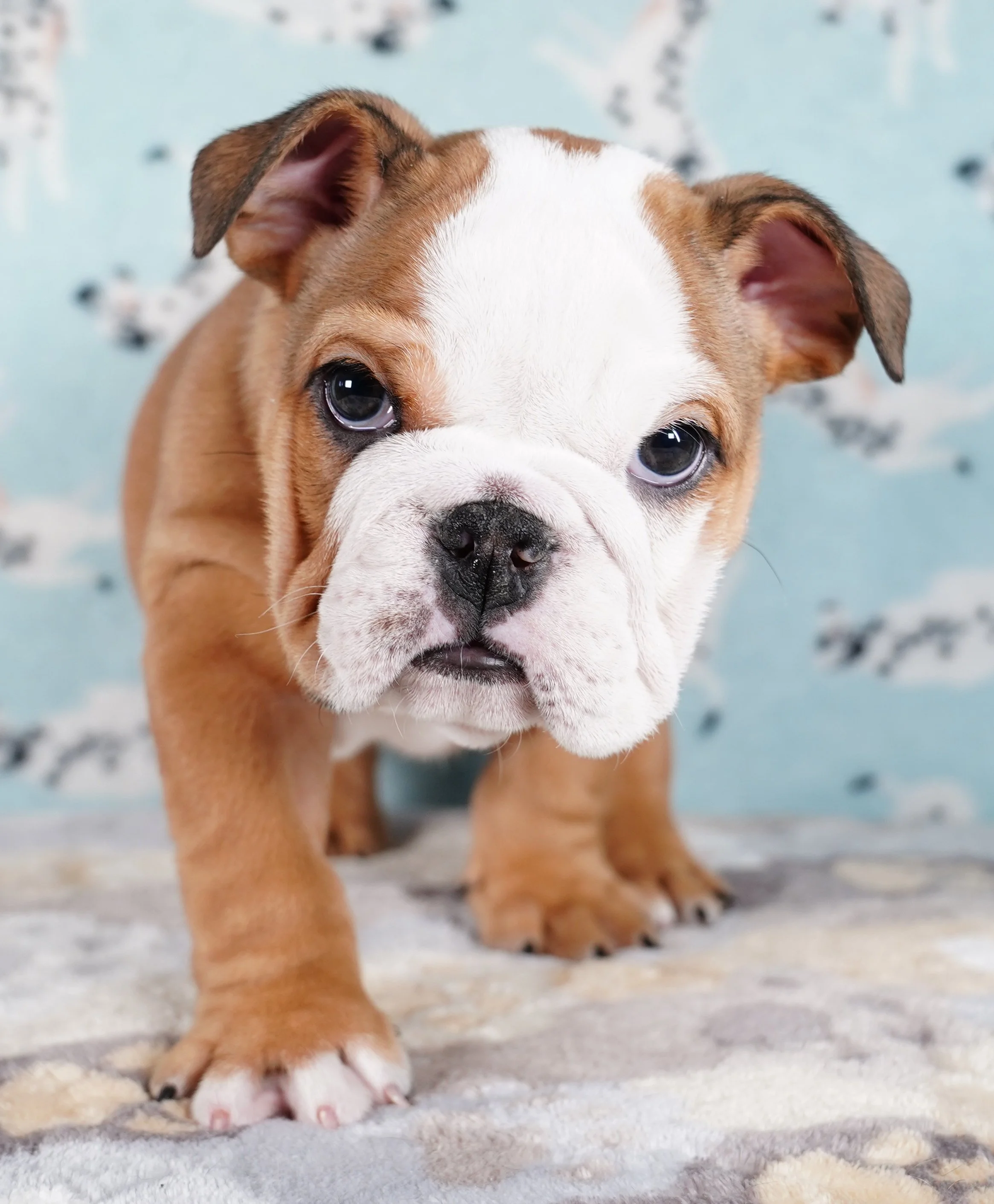 English Bulldog Puppies | Tank R Tots