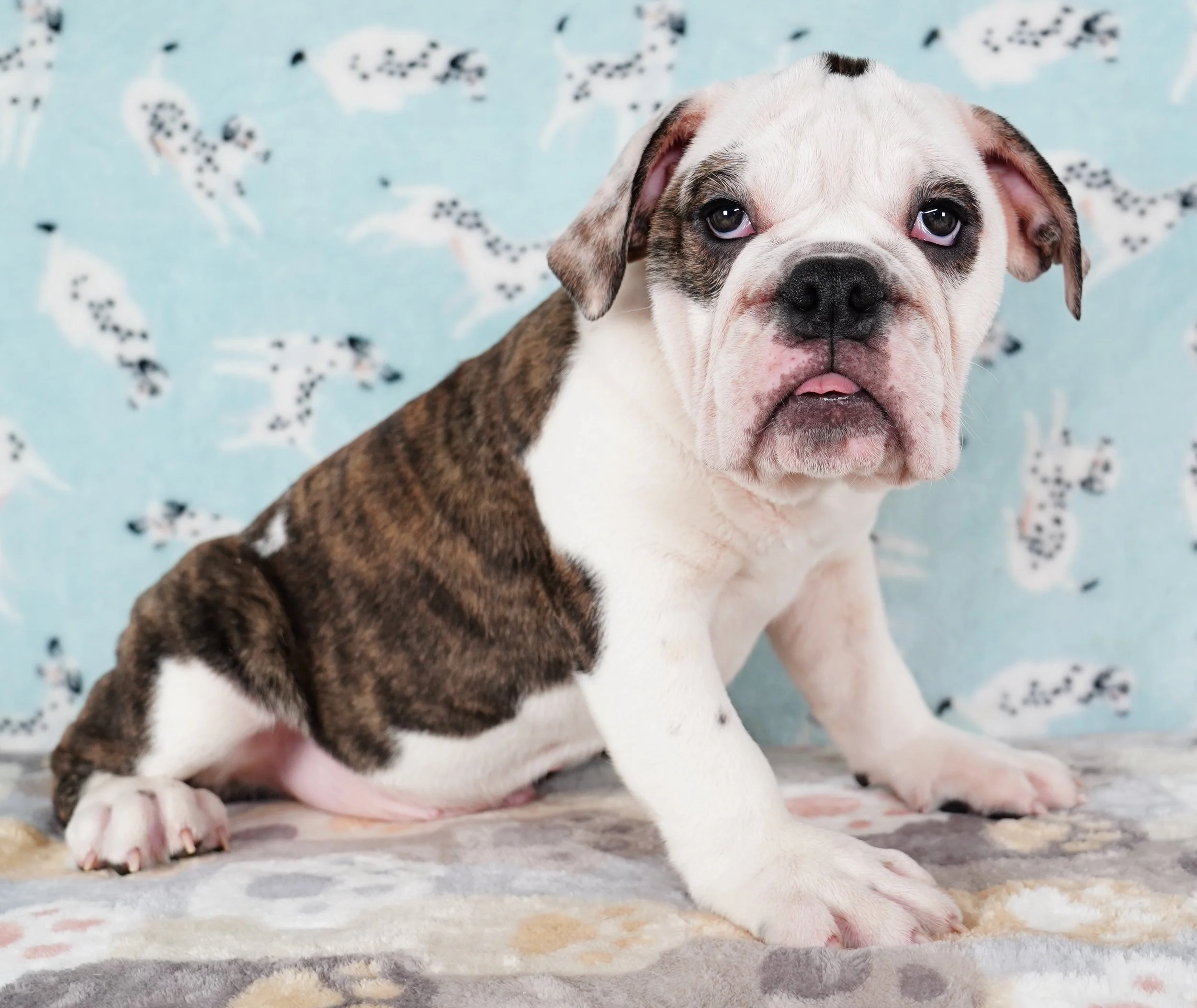 English Bulldog Puppies | Tank R Tots